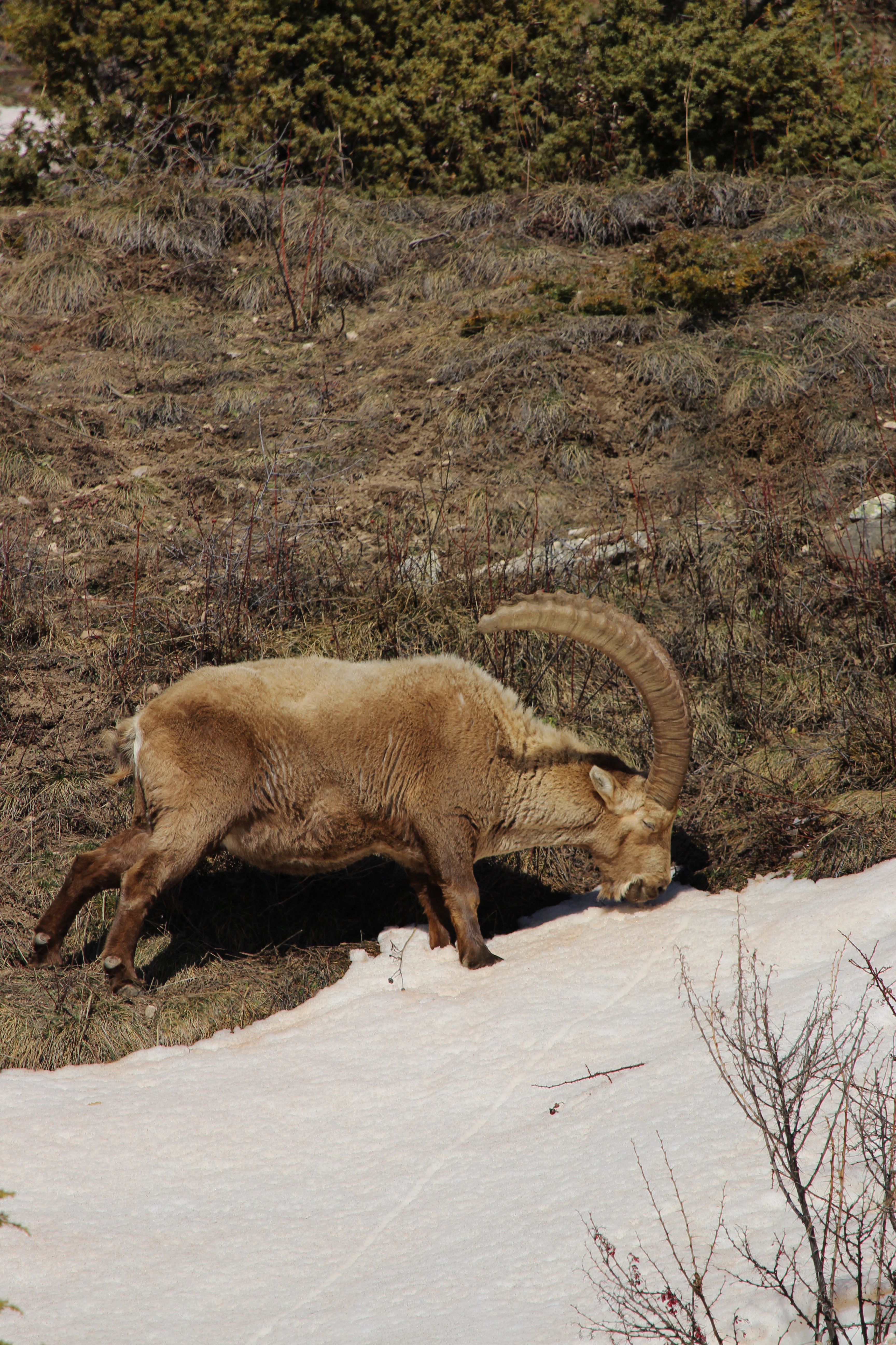 Photo of an Alpine Ibex Standing on the Field · Free Stock Photo