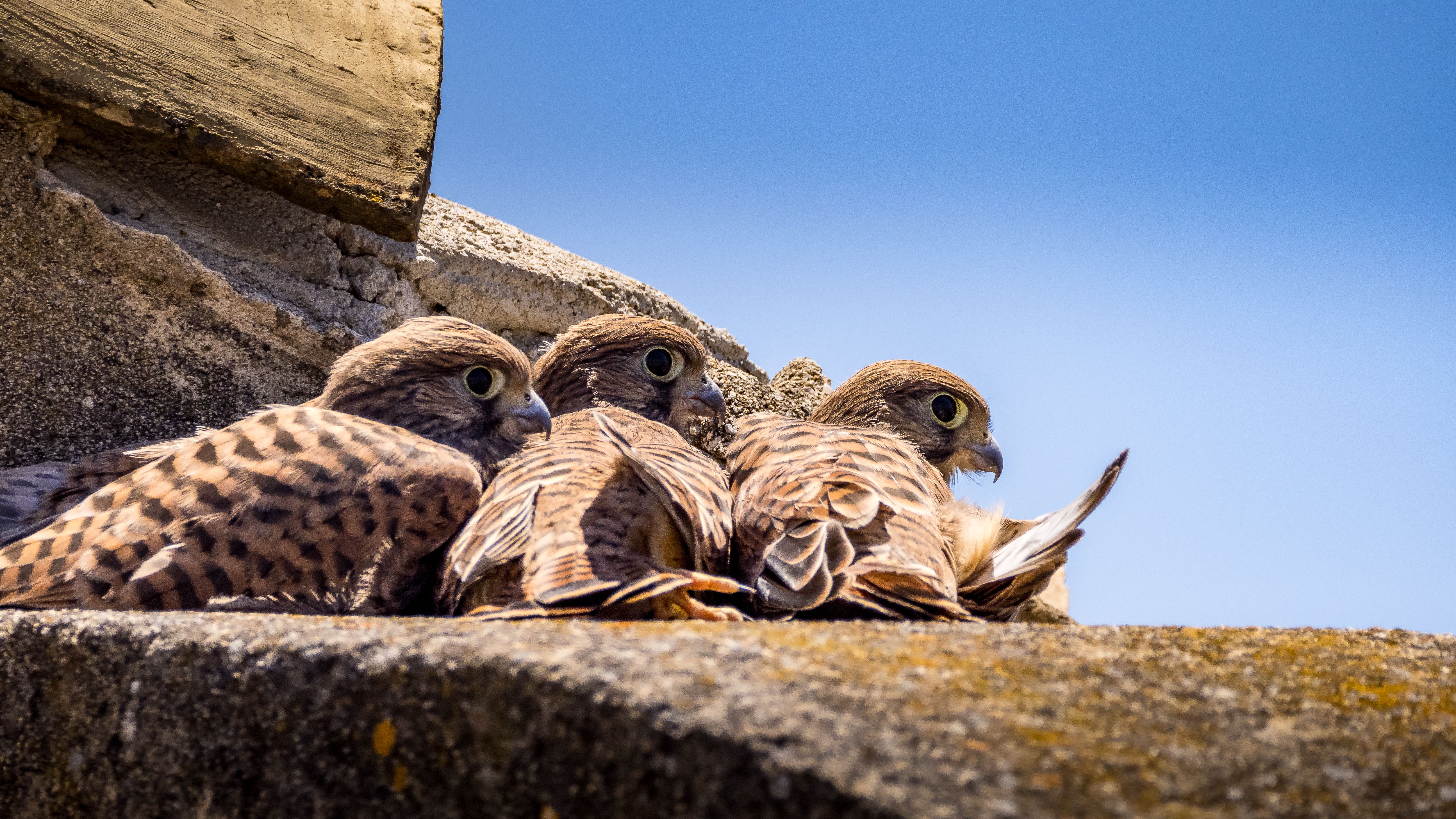 Three birds sitting on top of a stone wall · Free Stock Photo