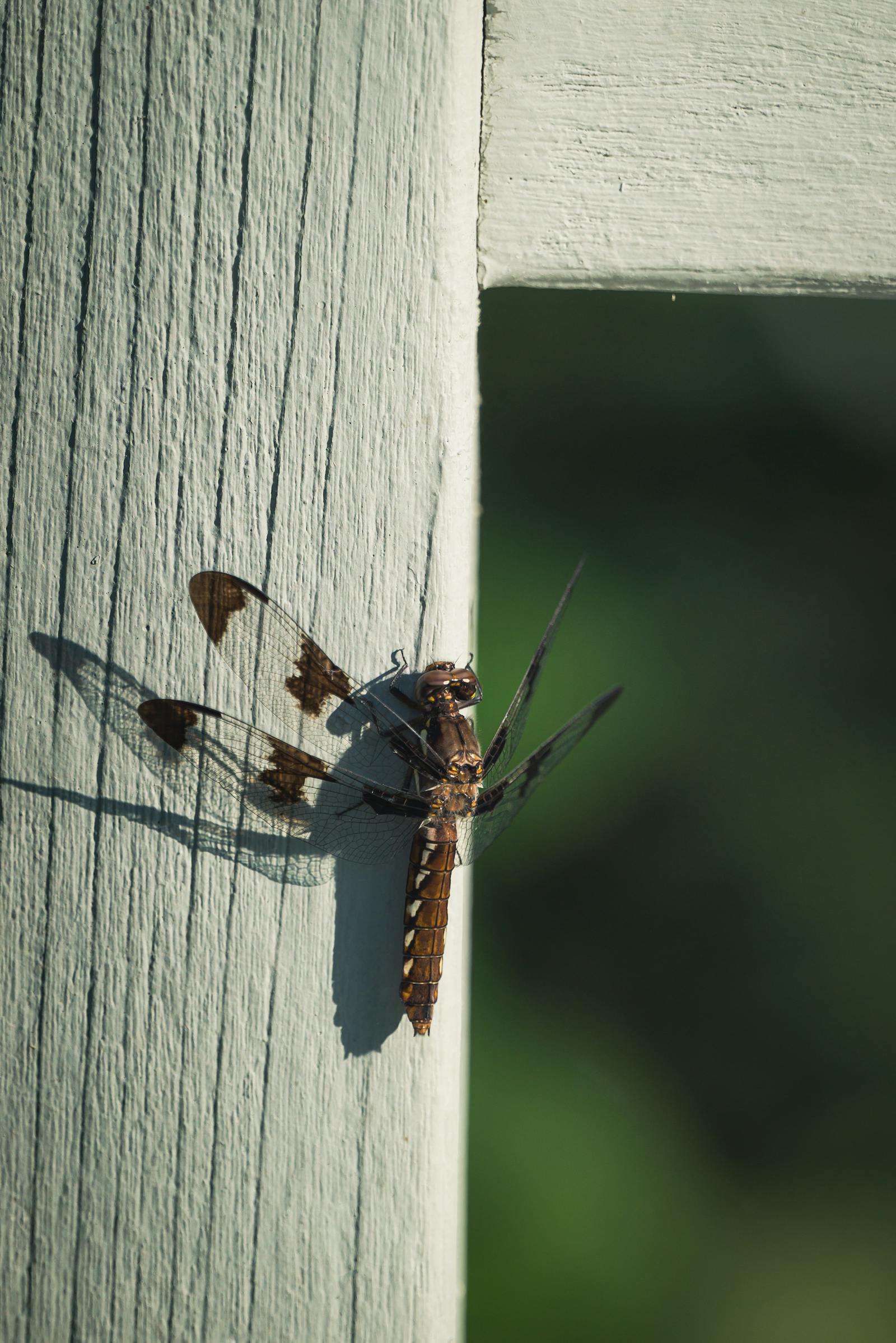Wooden Louver Texture Photos, Download The BEST Free Wooden Louver ...