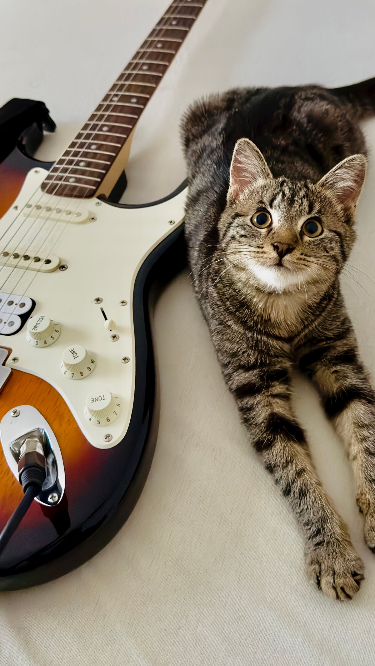 Guitar Pics Photos, Download The BEST Free Guitar Pics Stock Photos ...