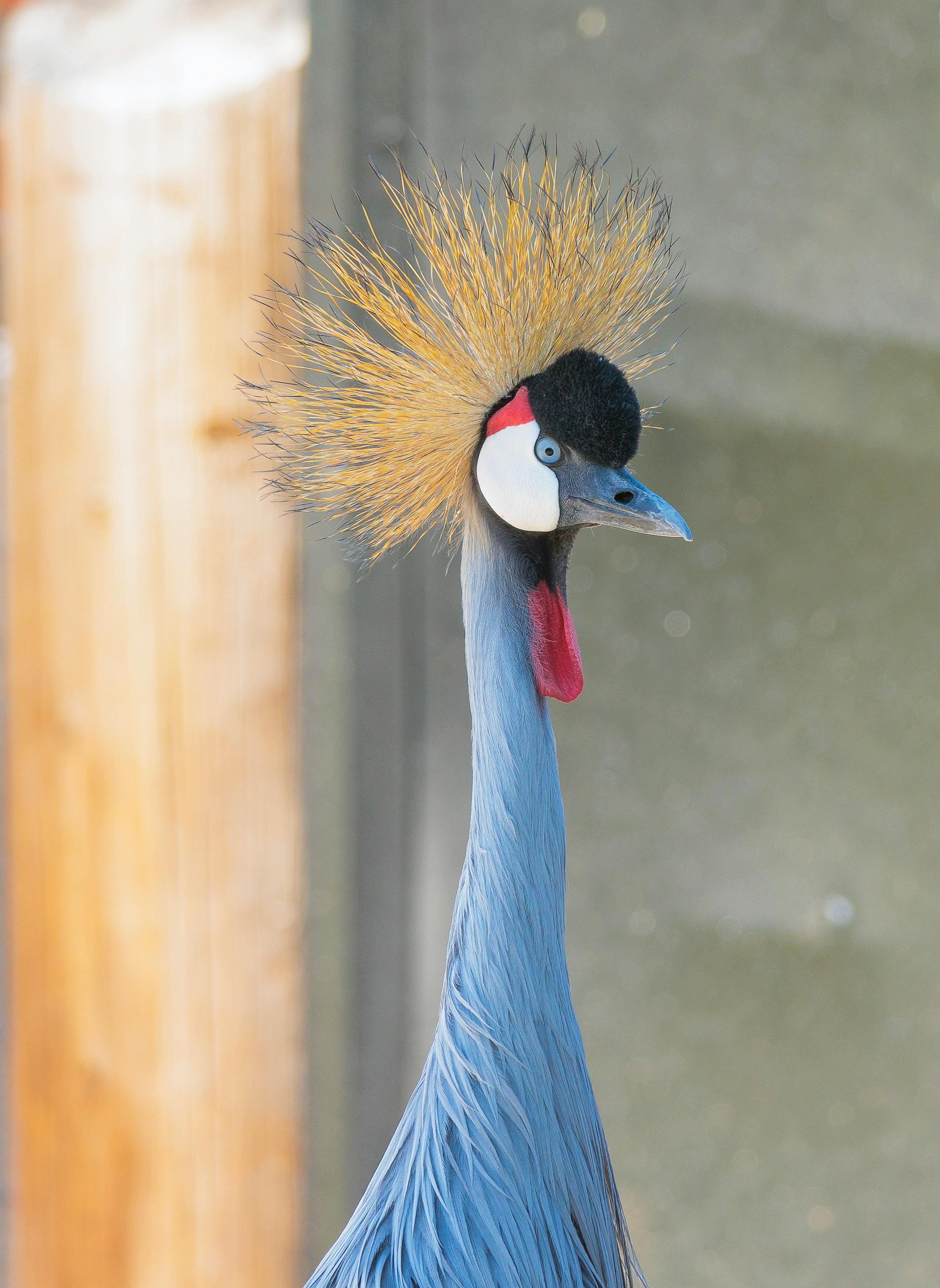 Portraut of Grey Crowned Crane · Free Stock Photo