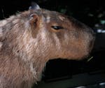 50.000+ ảnh đẹp nhất về Capybara Wallpaper · Tải xuống miễn phí 100% ...