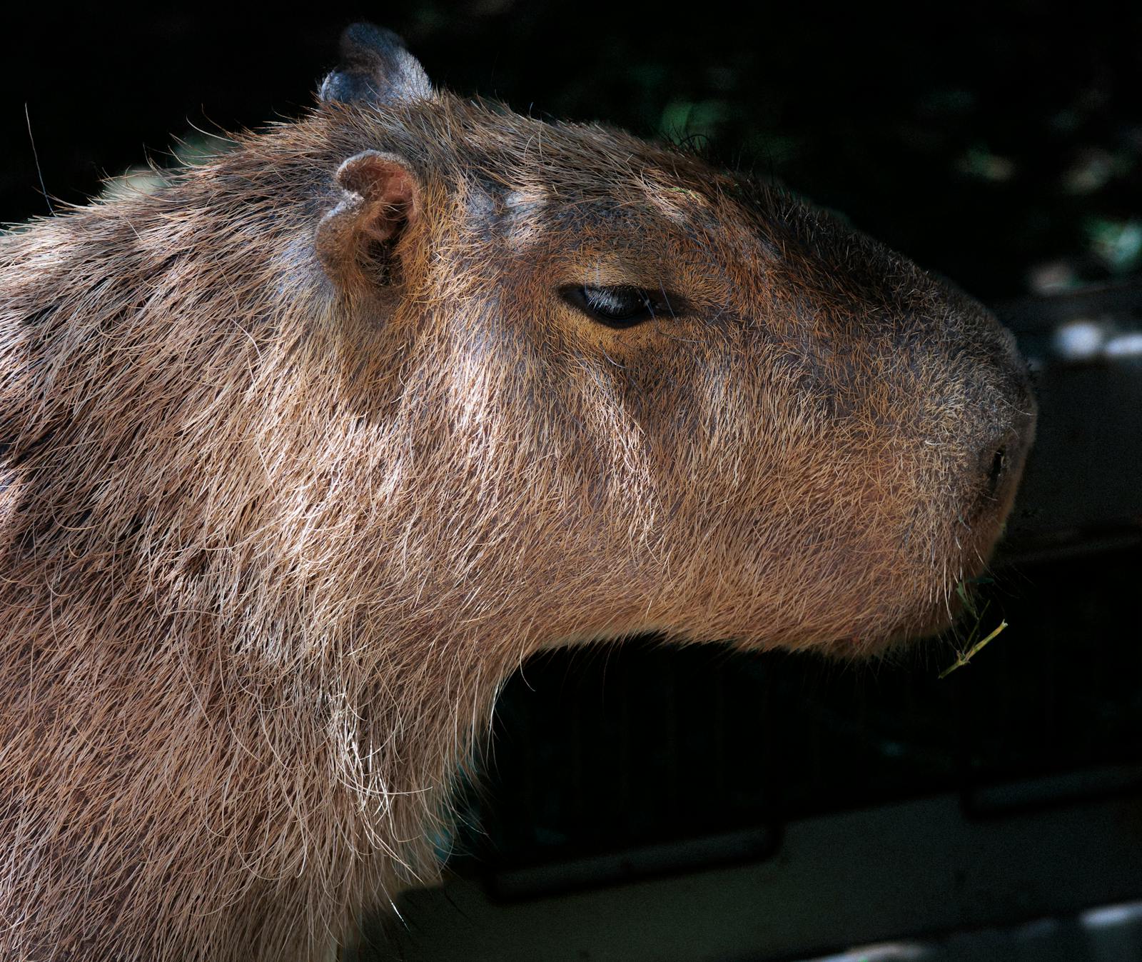 Capybara Profile Photos, Download The BEST Free Capybara Profile Stock ...