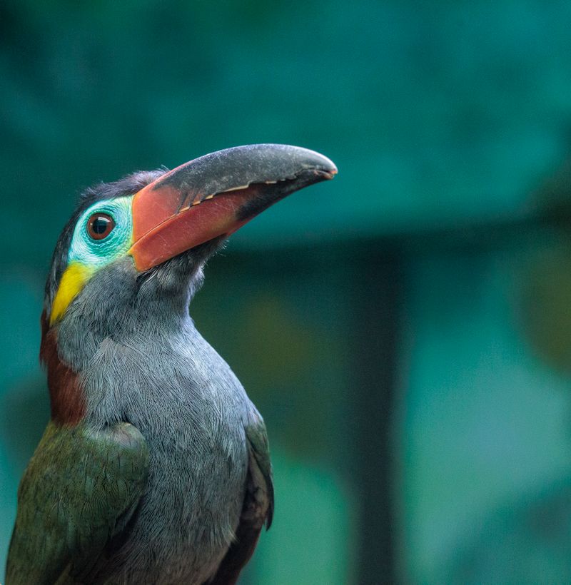 200+ melhores imagens de Tucano · Download 100% grátis · Fotos ...
