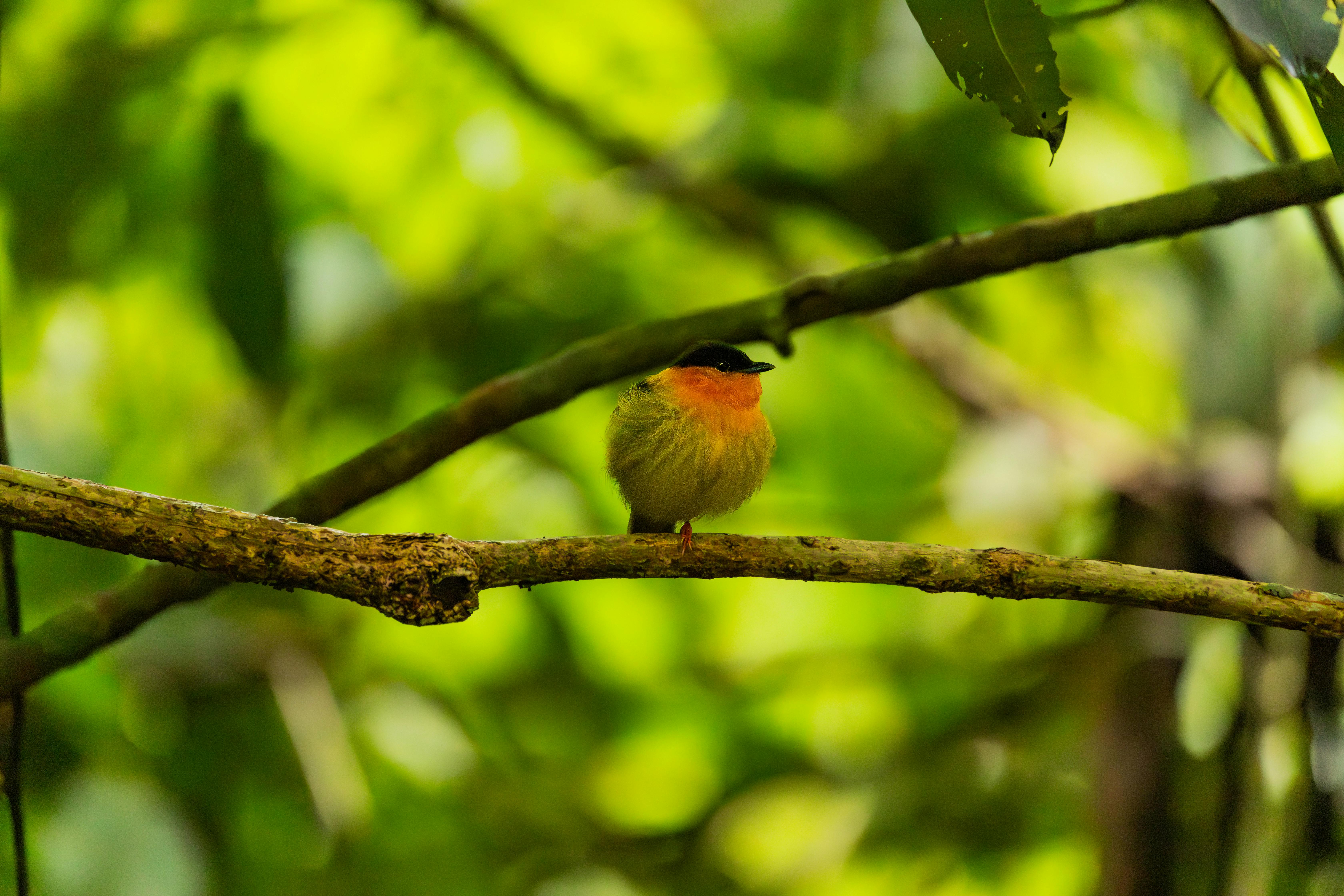 Orange-collared Manakin Tropical Bird Sitting in Tree Branch · Free ...