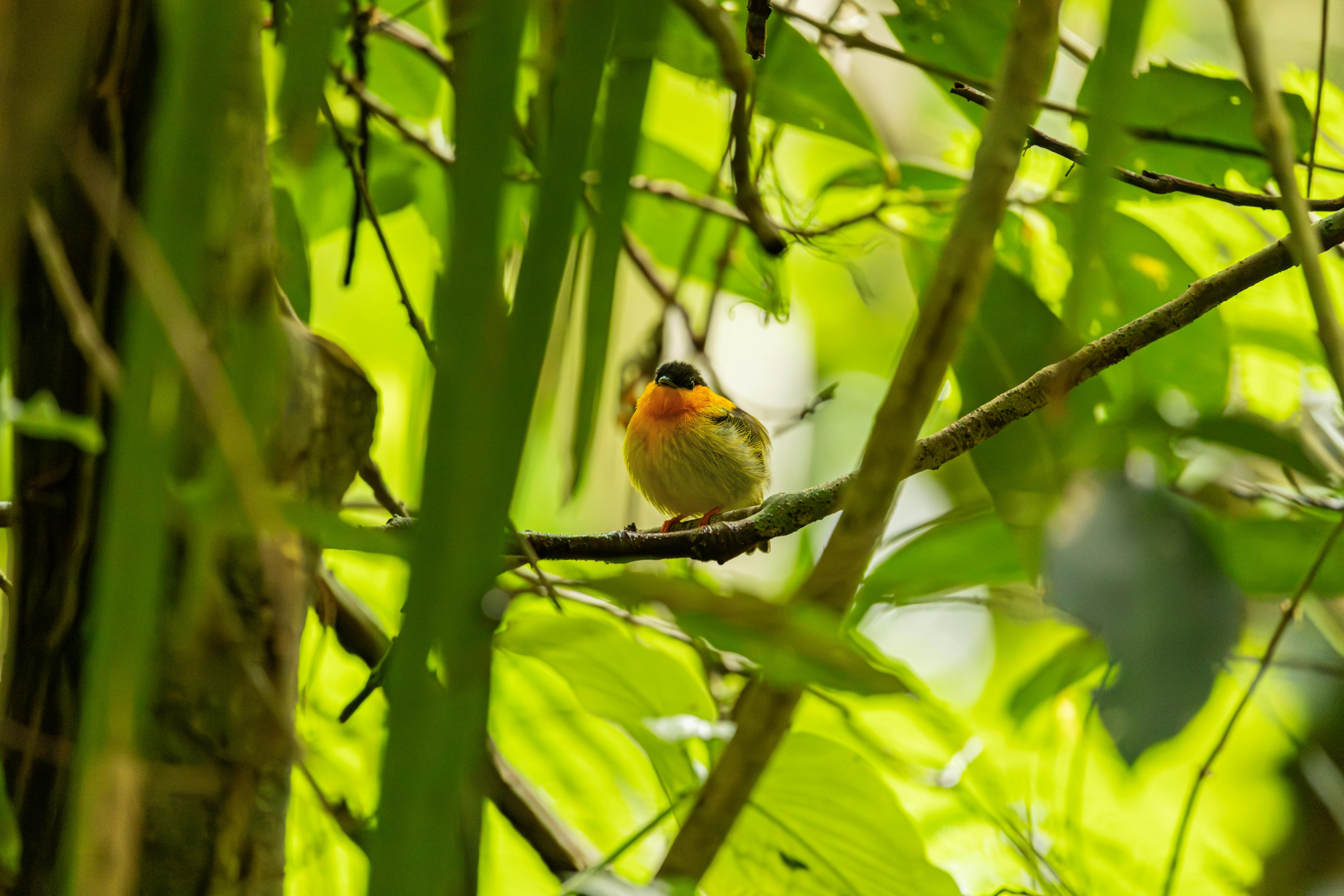 Orange-collared Manakin Bird Sitting on Branch between Leaves · Free ...