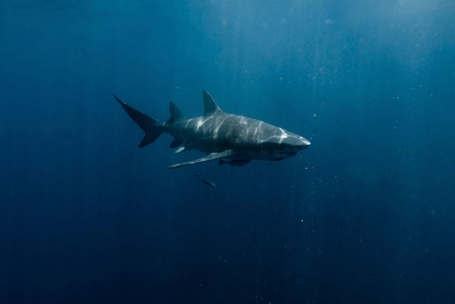 Carcharhinus Brachyurus: The Copper Shark Explained