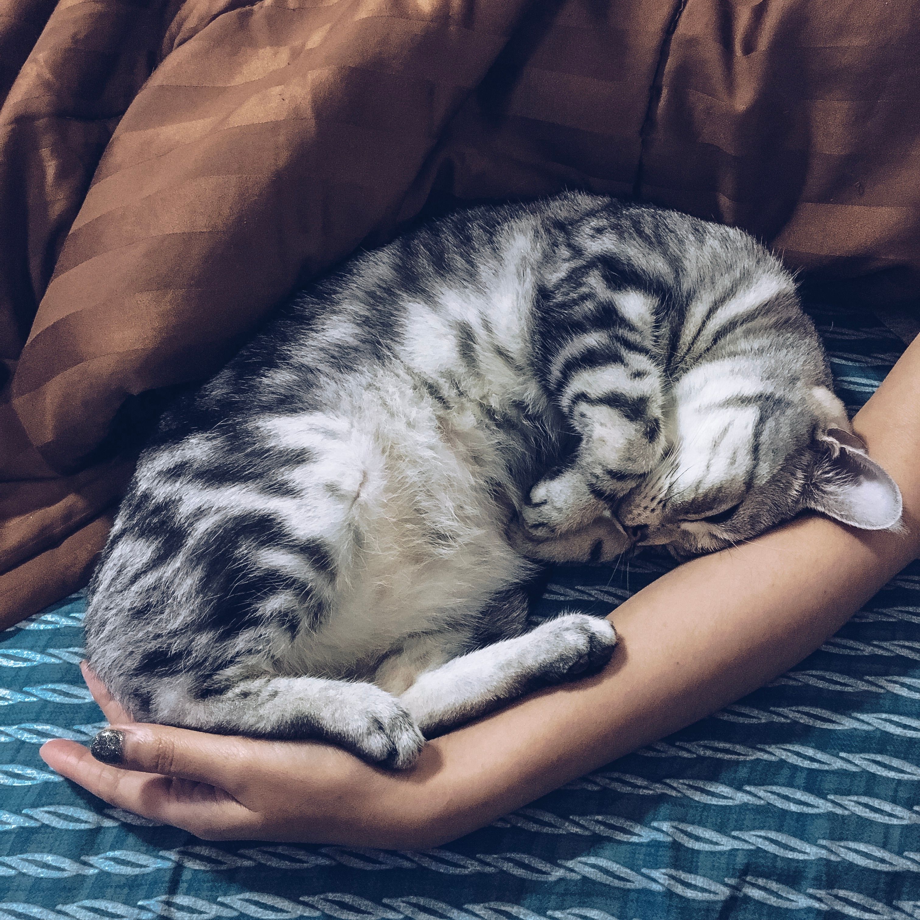 Silver Tabby Cat Besides Person's Arm · Free Stock Photo