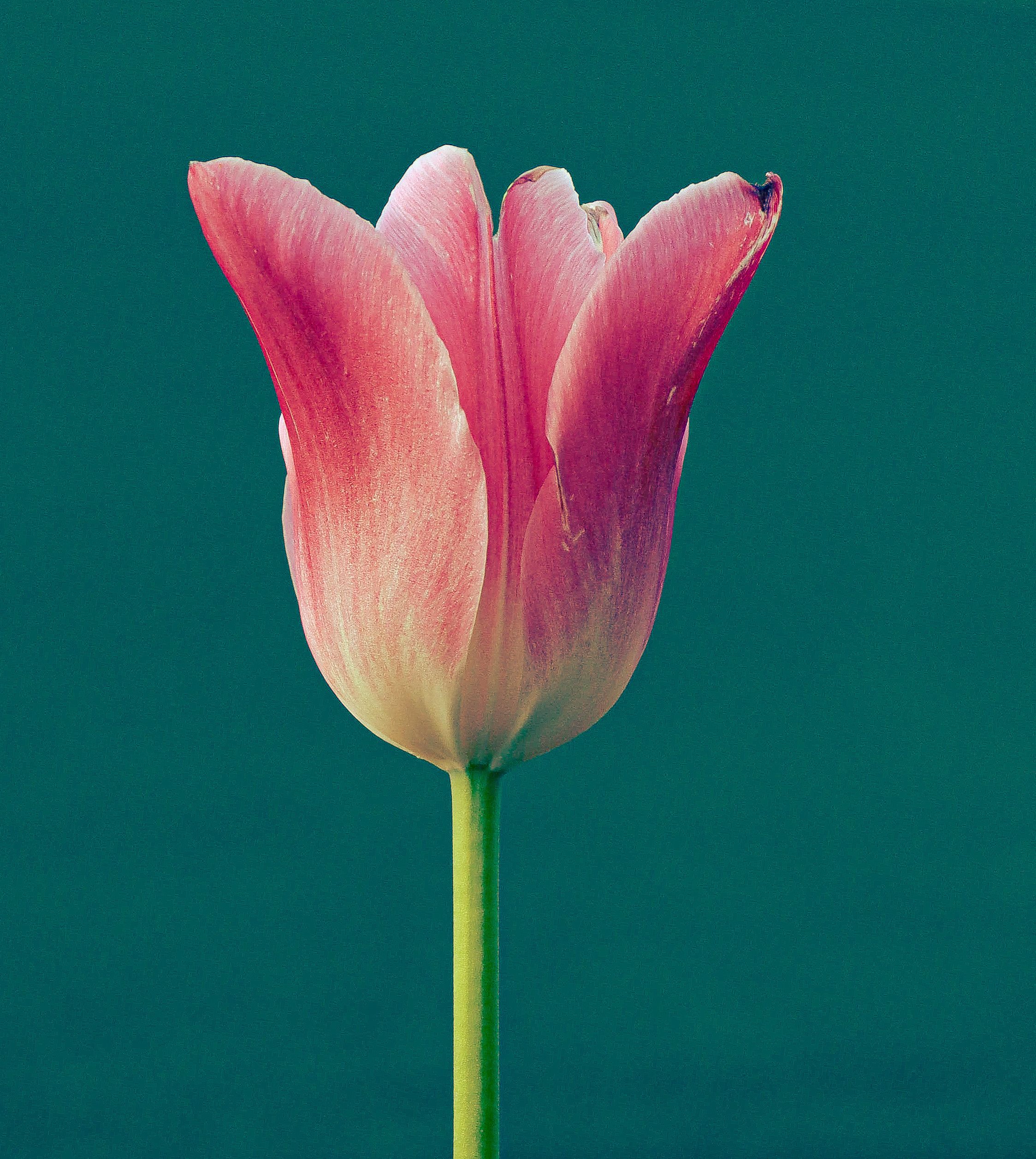 Close-up of a Pink Tulip · Free Stock Photo