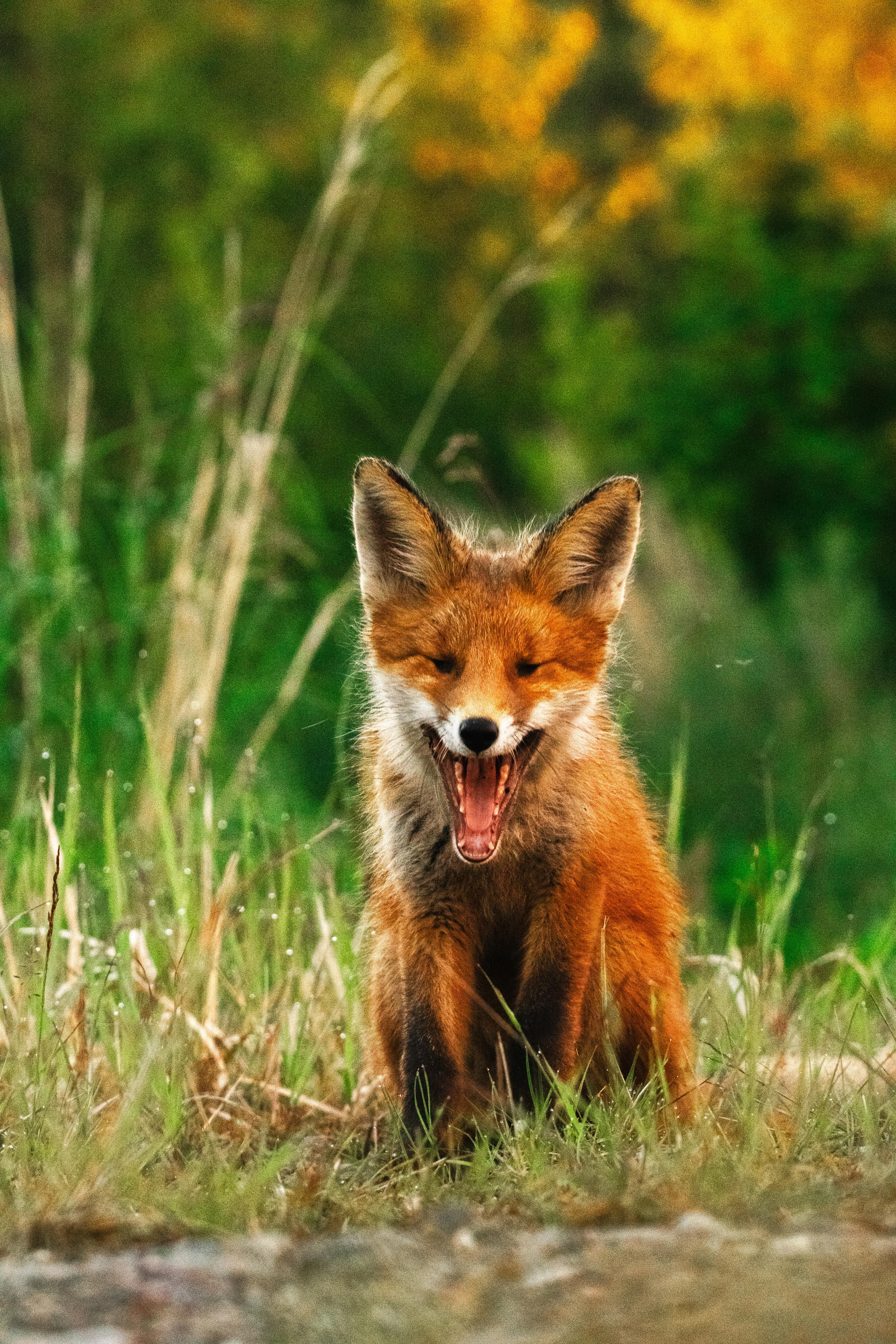Yawning Fox in Grass · Free Stock Photo