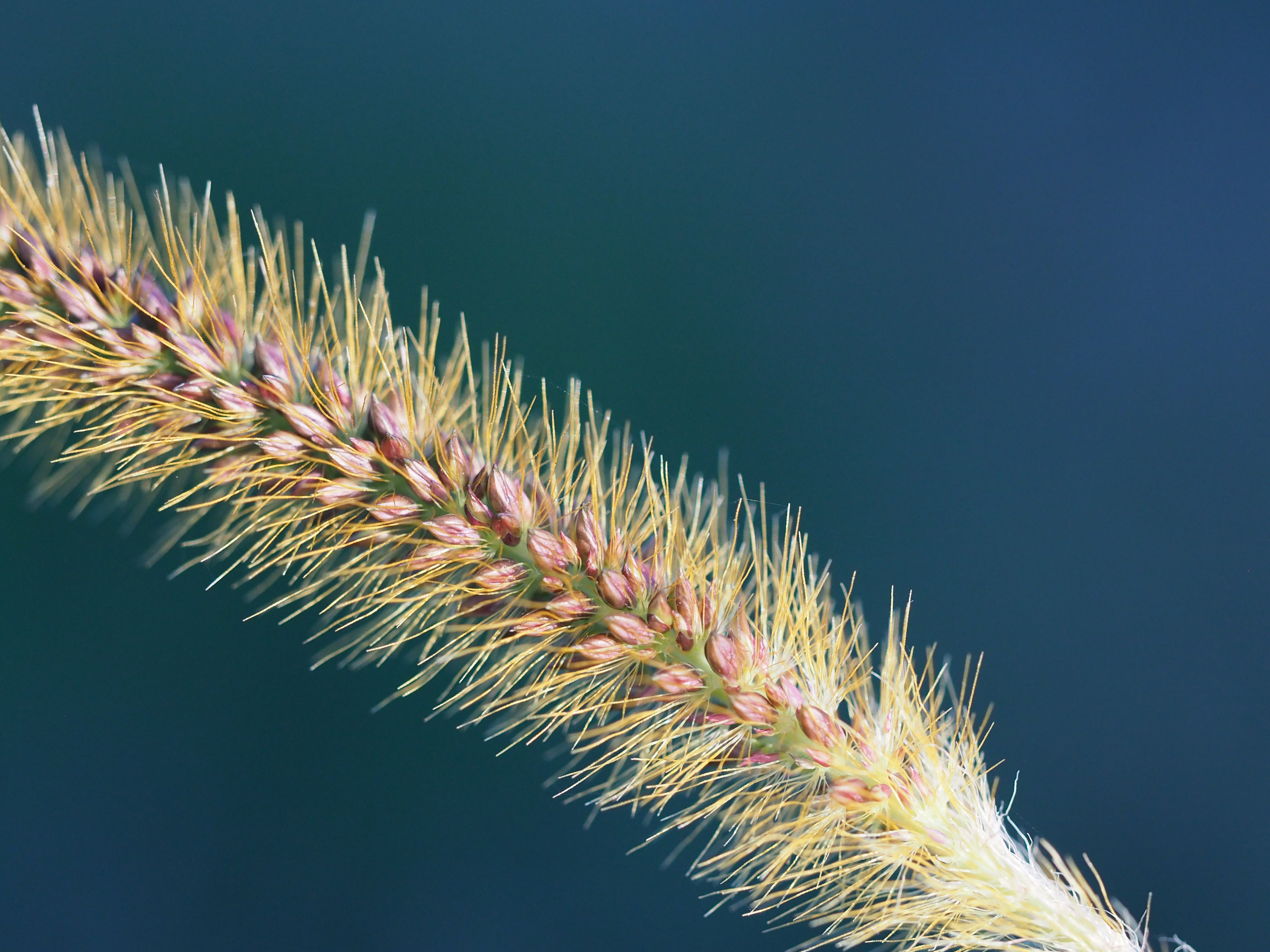 Meadow bristle grass in sunlight · Free Stock Photo