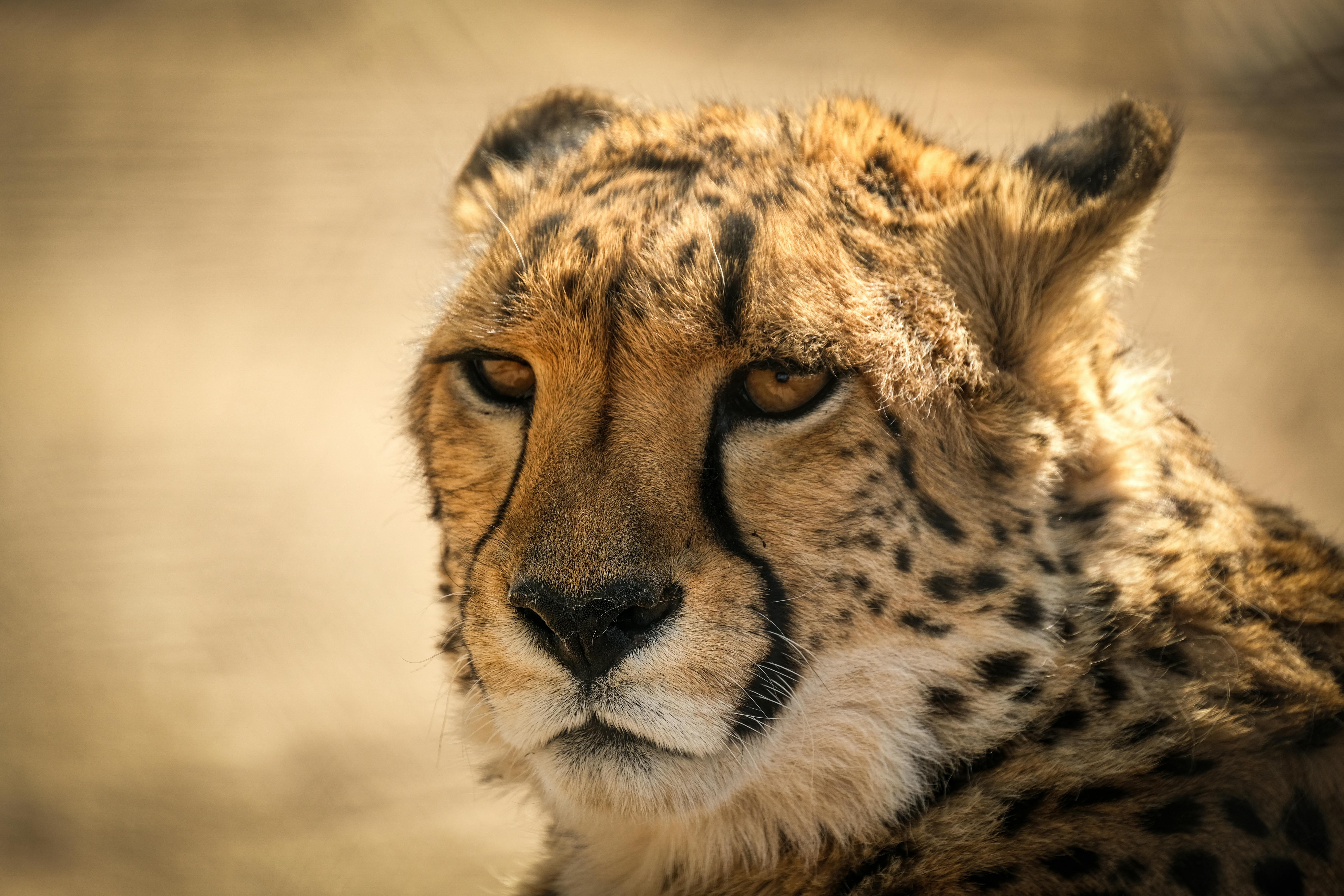 Cheetah Backgrounds The Cheetah's Legacy: Speed, Survival, And