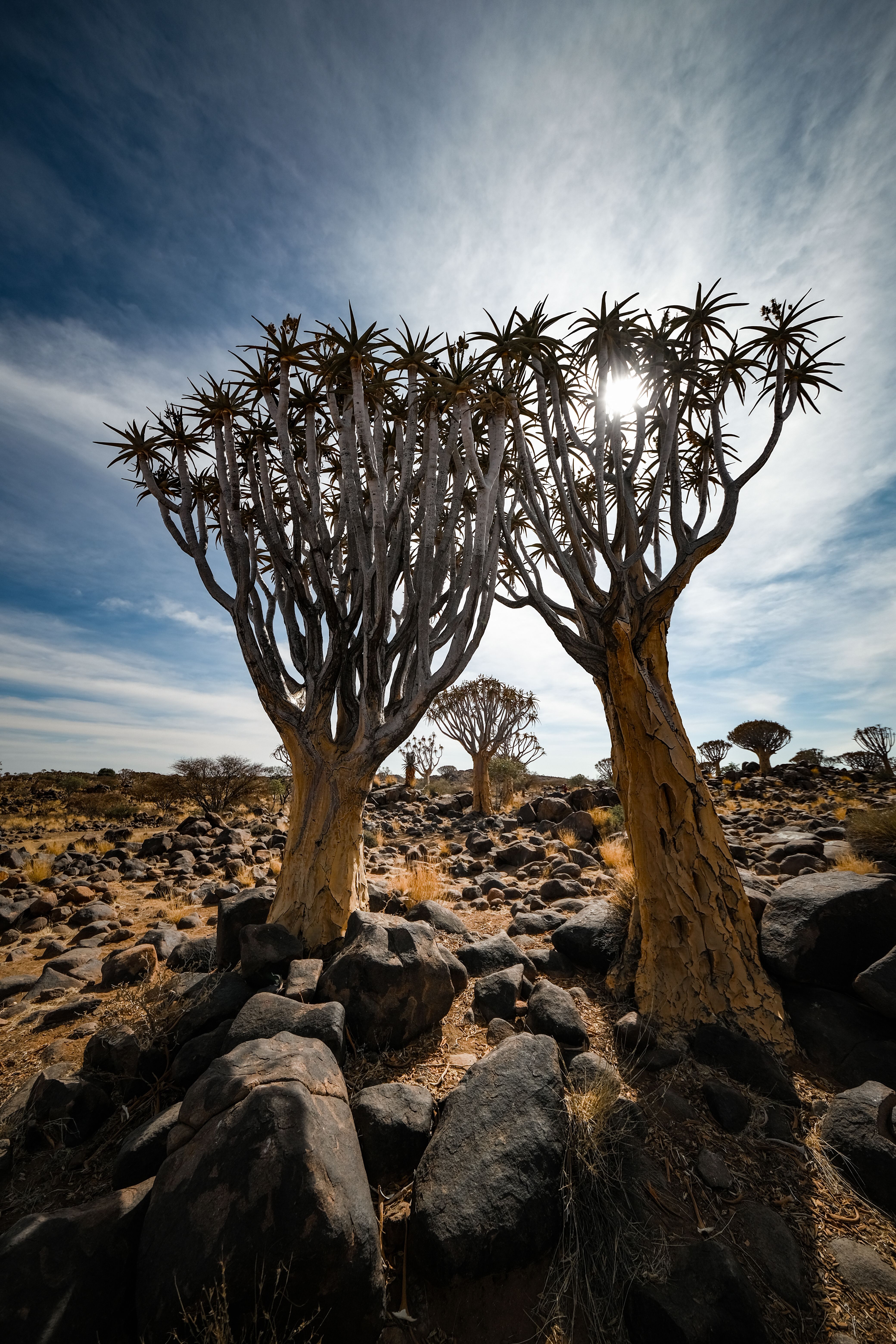 Quiver Trees at Desert · Free Stock Photo