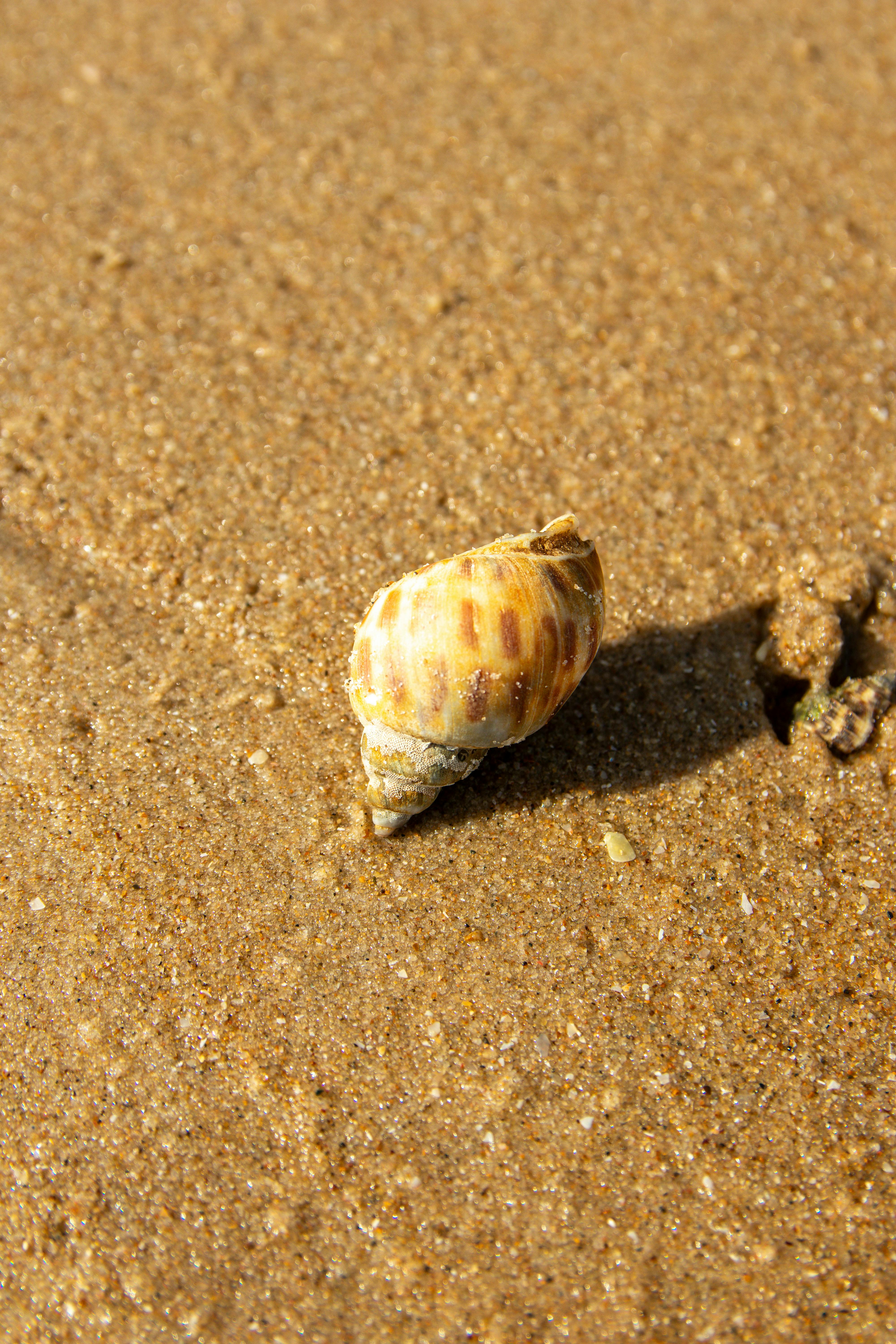 Common Whelk Shell on the Beach Sand · Free Stock Photo