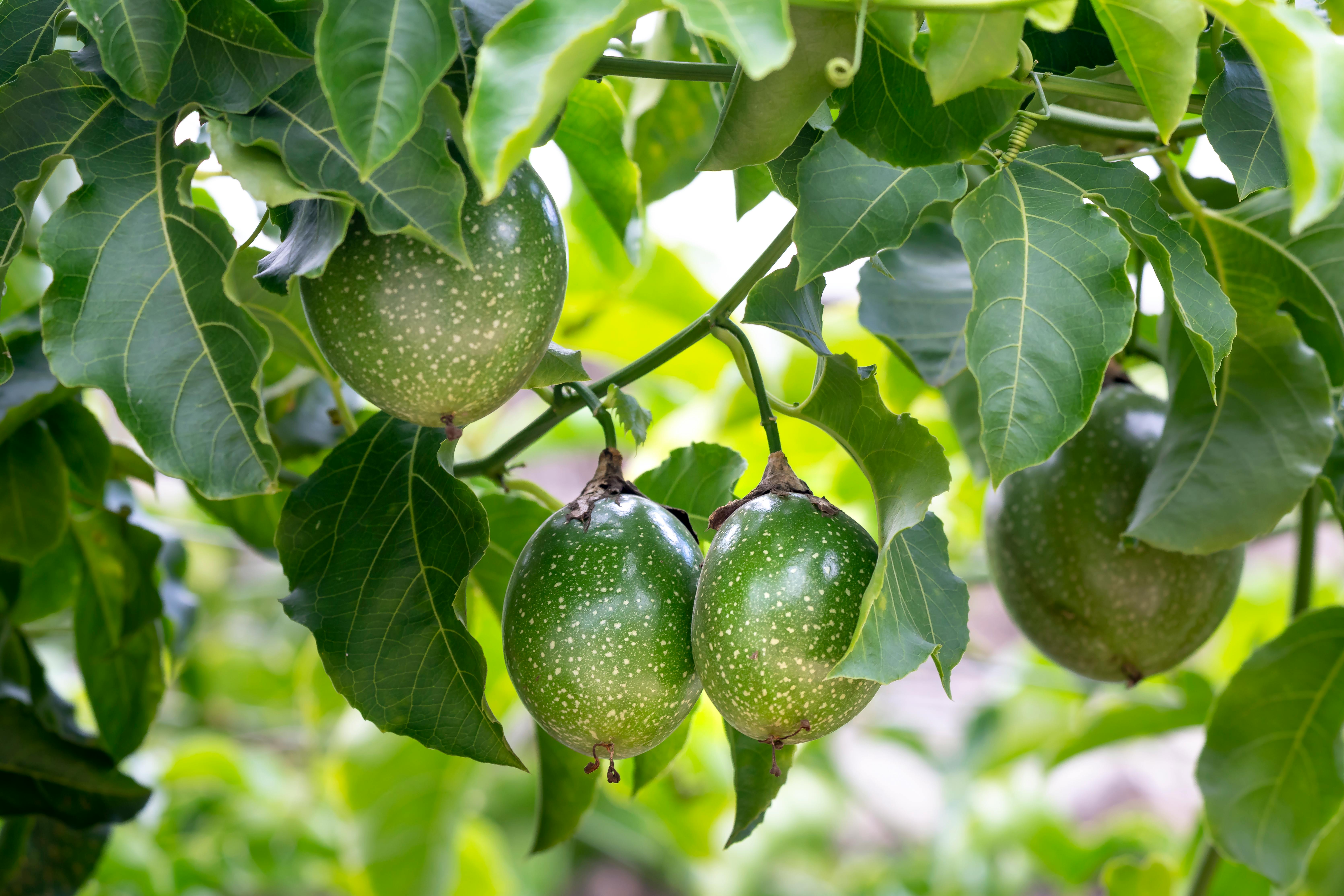 Green Fruit on Tree · Free Stock Photo