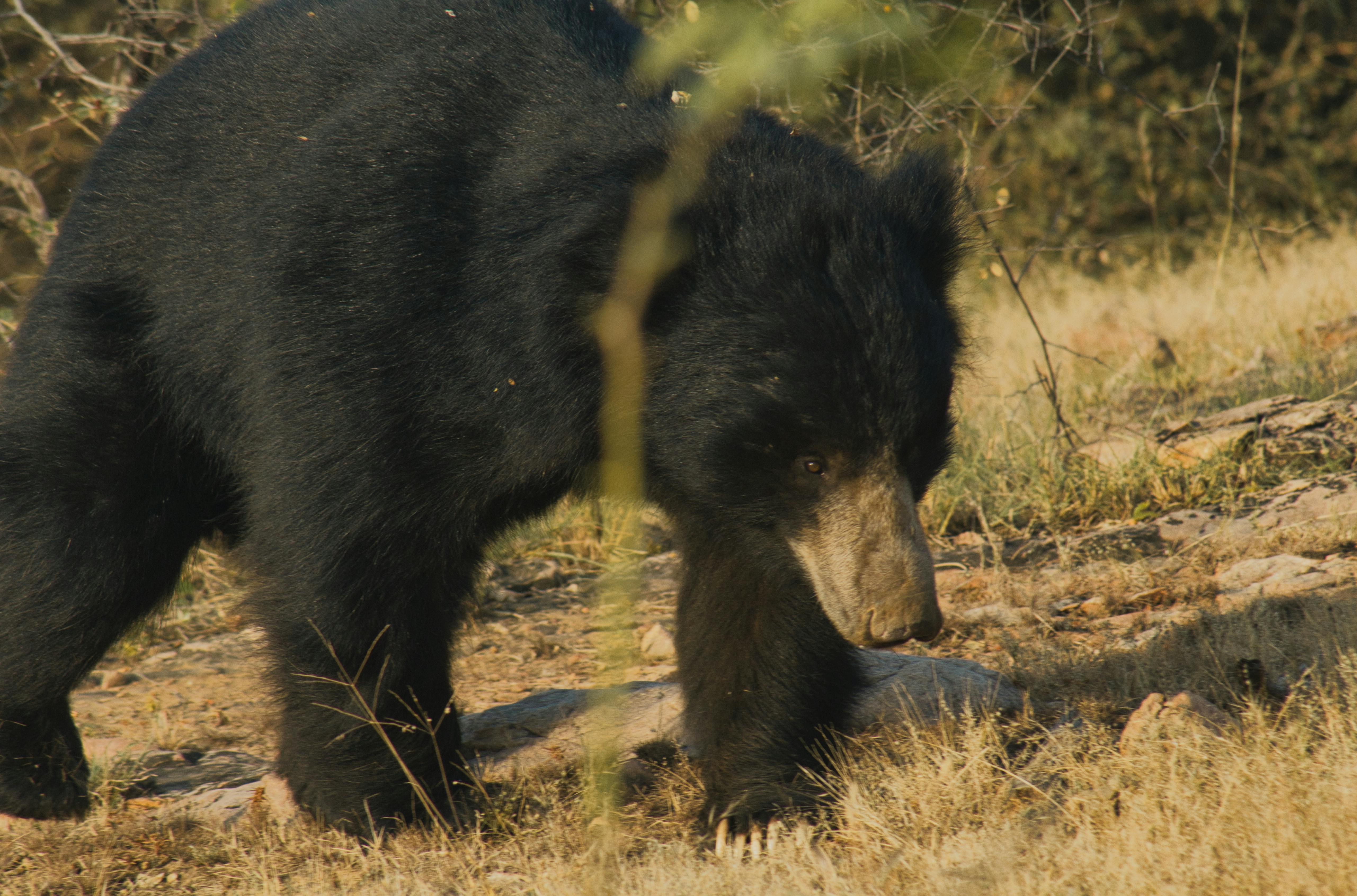Janmitt Vora - Photography