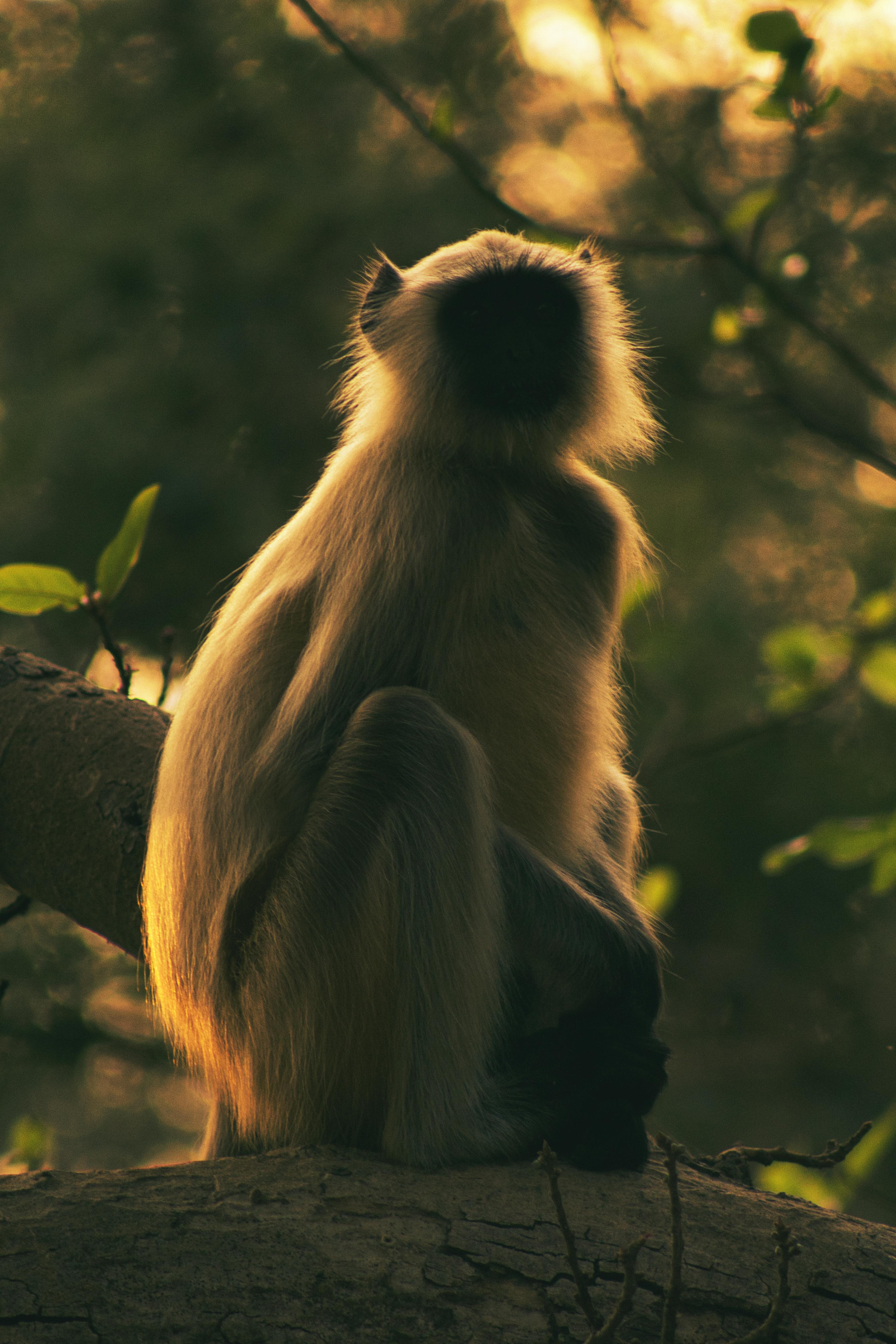 BACKLIT MONKEY · Free Stock Photo