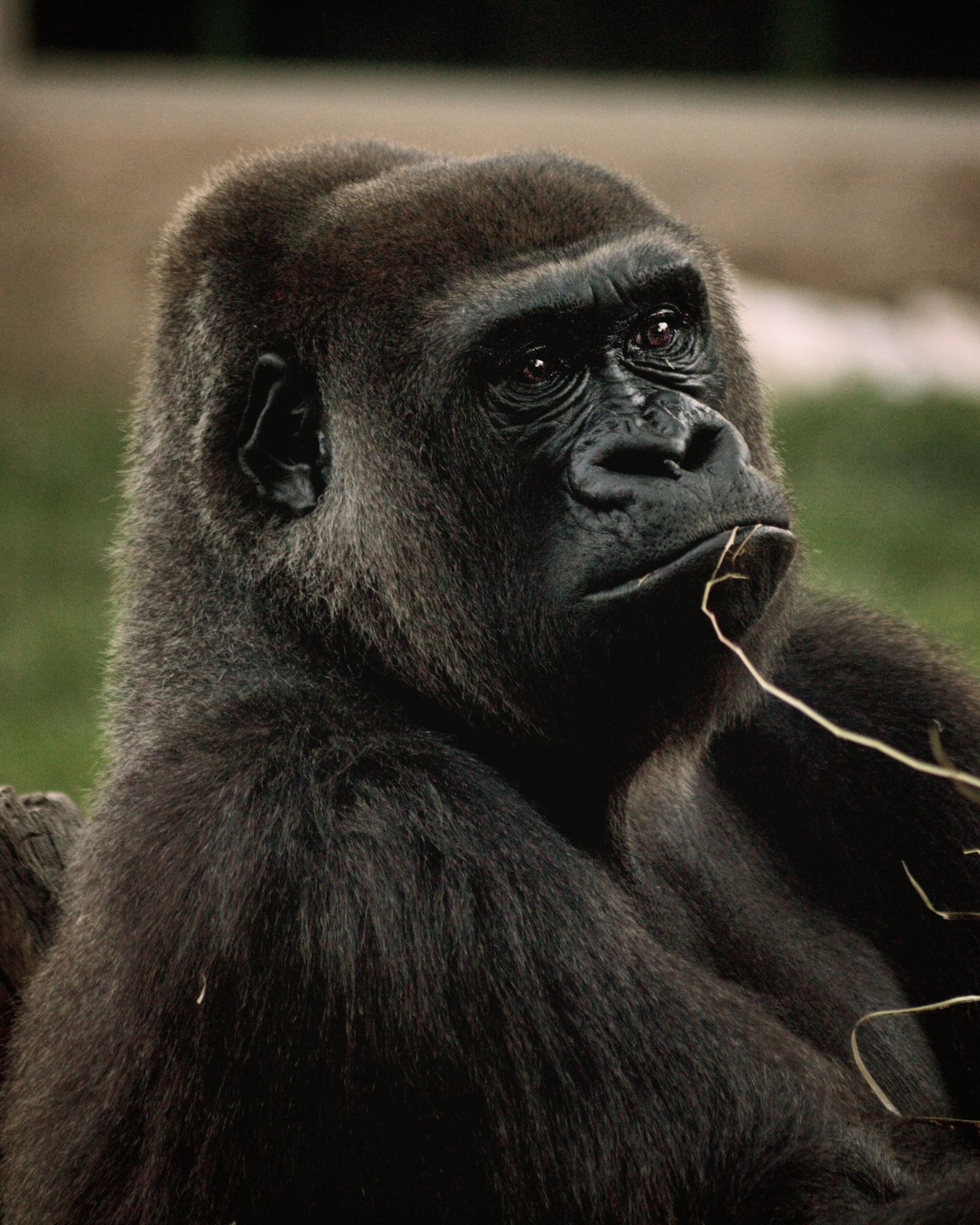 Gorilla Face Photos, Download The BEST Free Gorilla Face Stock Photos ...