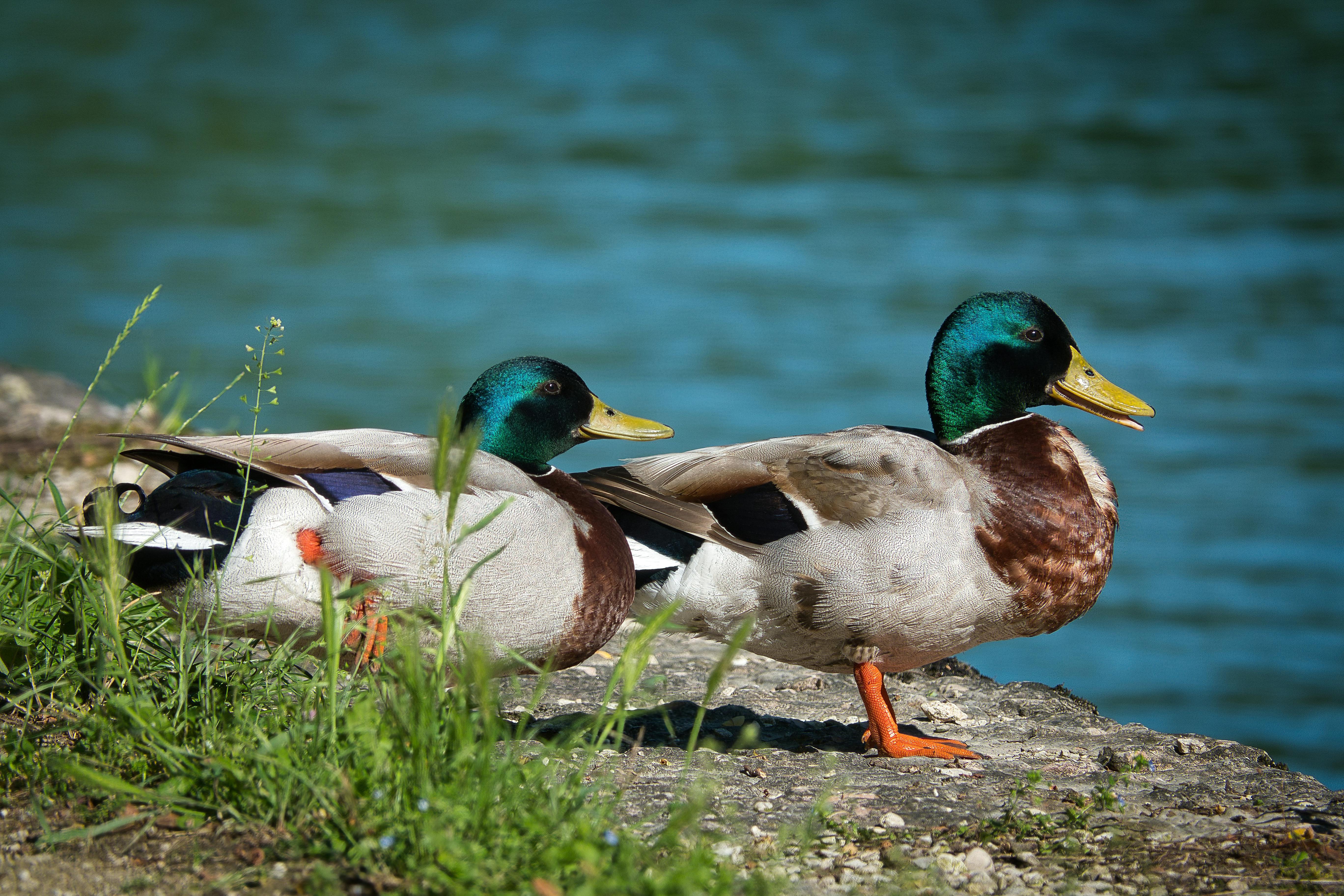 Ducks by the Stream in Sunlight · Free Stock Photo