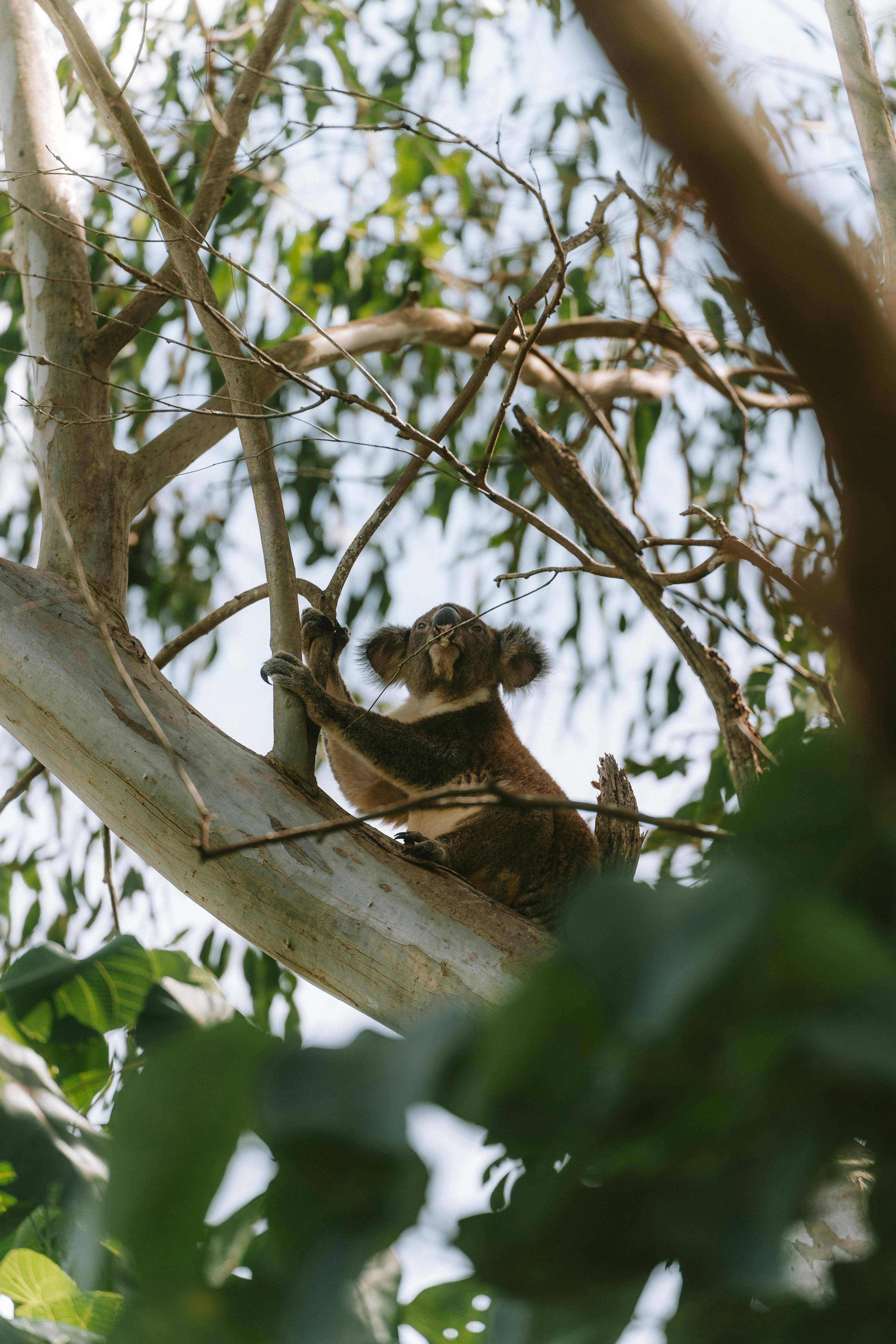 Foto profissional gratuita de ambiente natural, animais selvagens ...