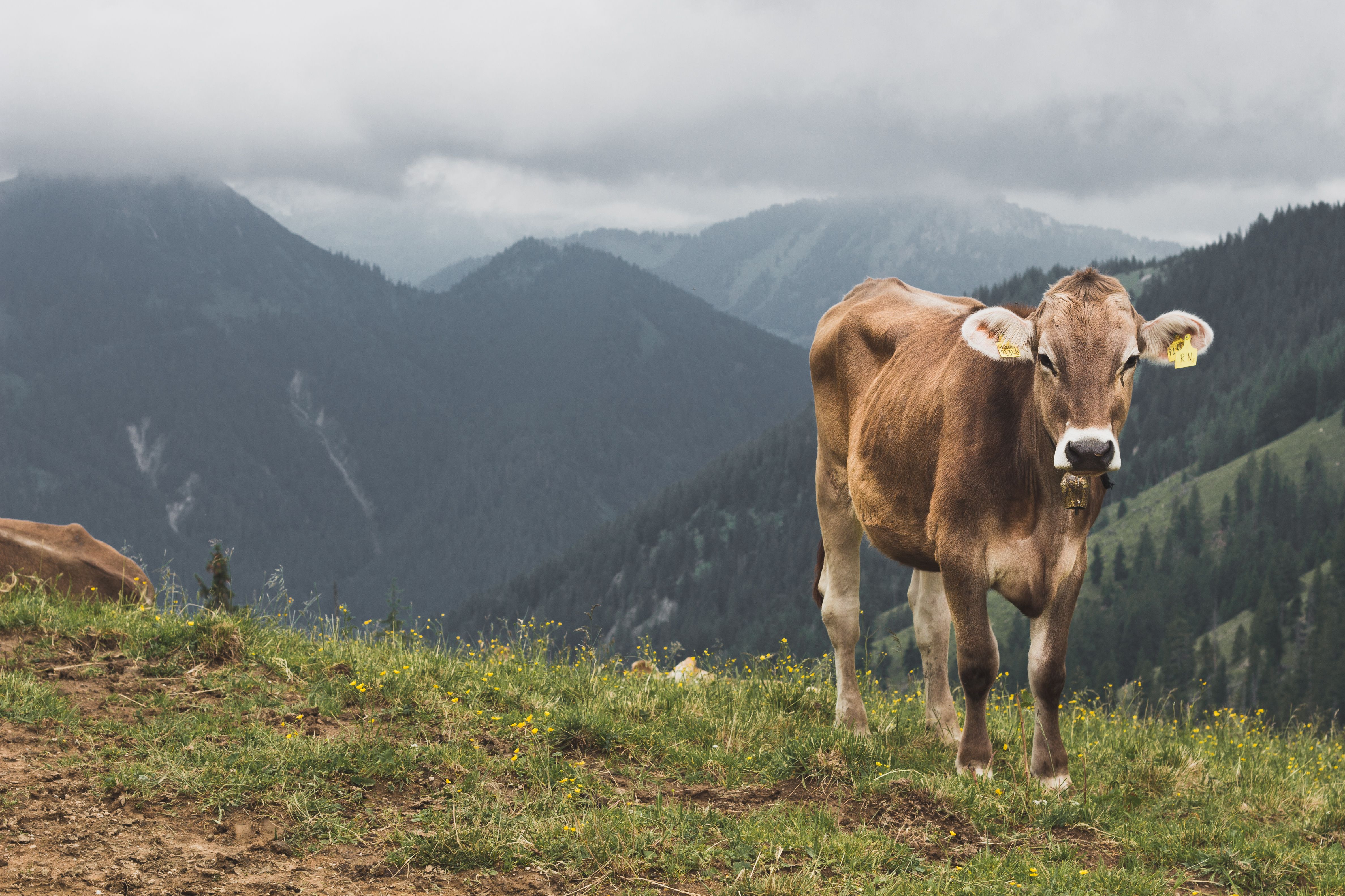 Brown Swiss Cow Grazing in Bavarian Mountains · Free Stock Photo