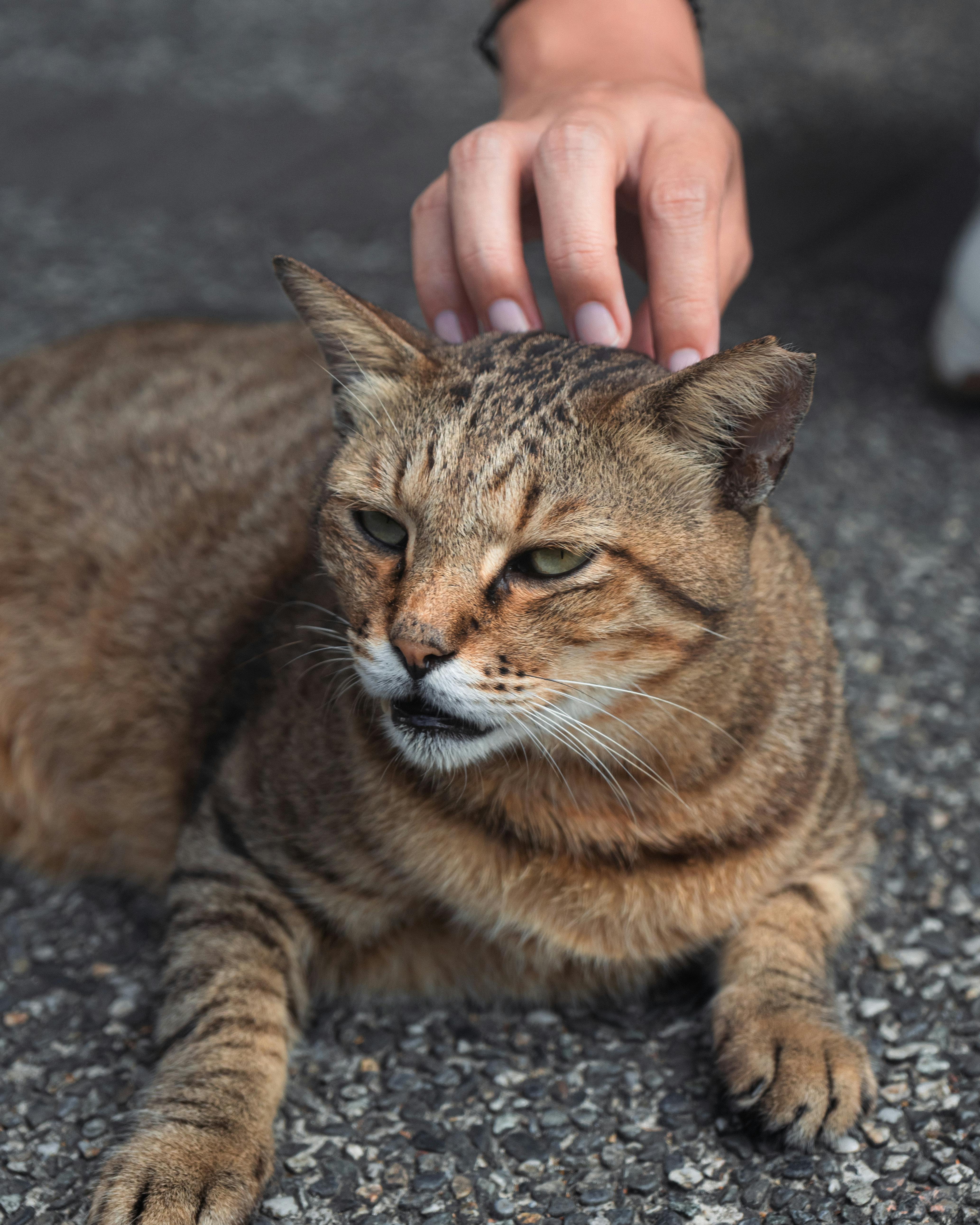 Person Hand Patting Cat · Free Stock Photo