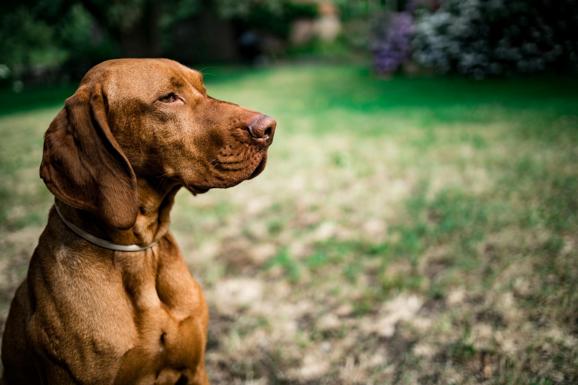Vizla Dog Breed: Care, Traits, and Ownership Guide