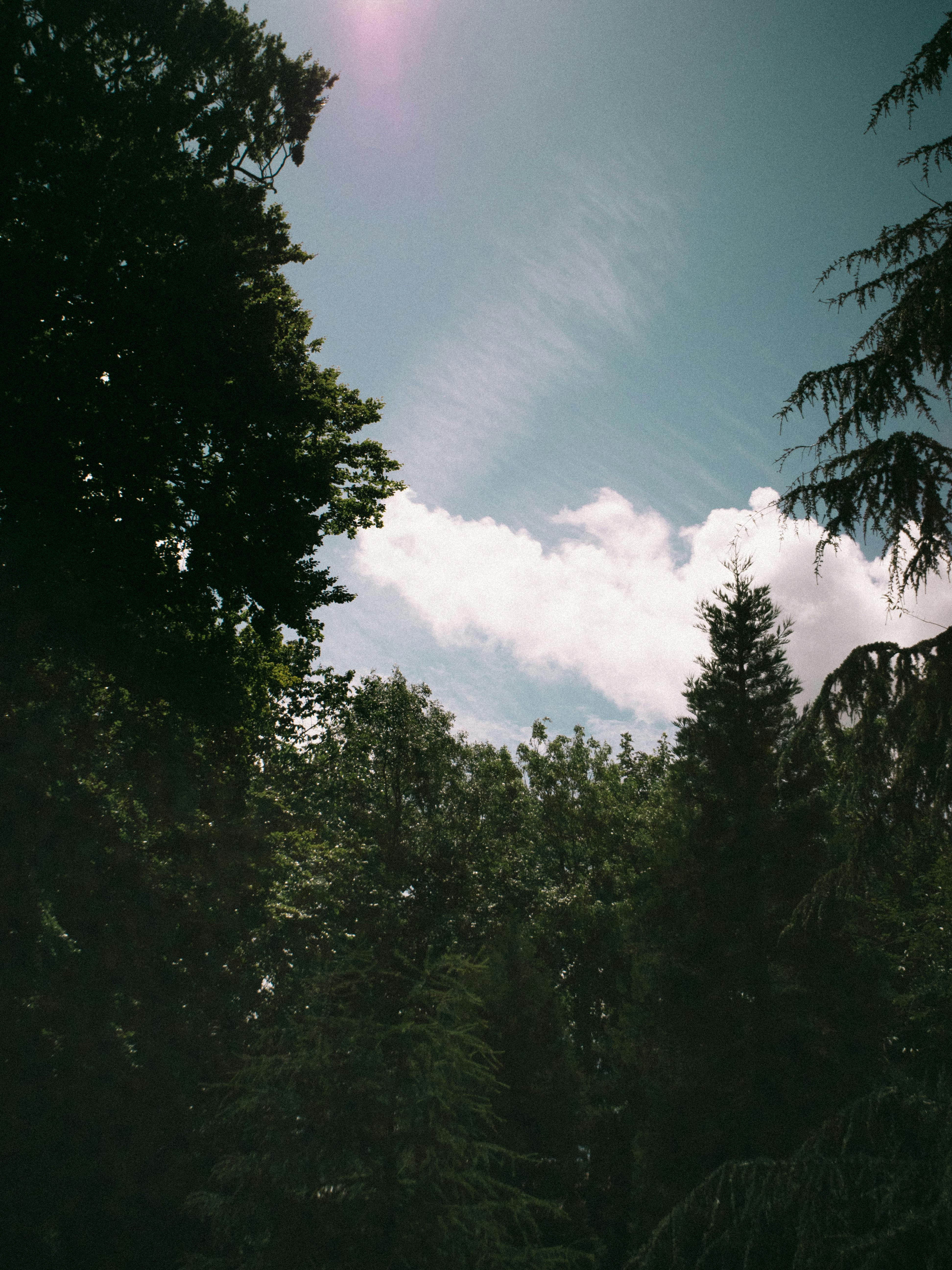 Deep, Evergreen Forest · Free Stock Photo