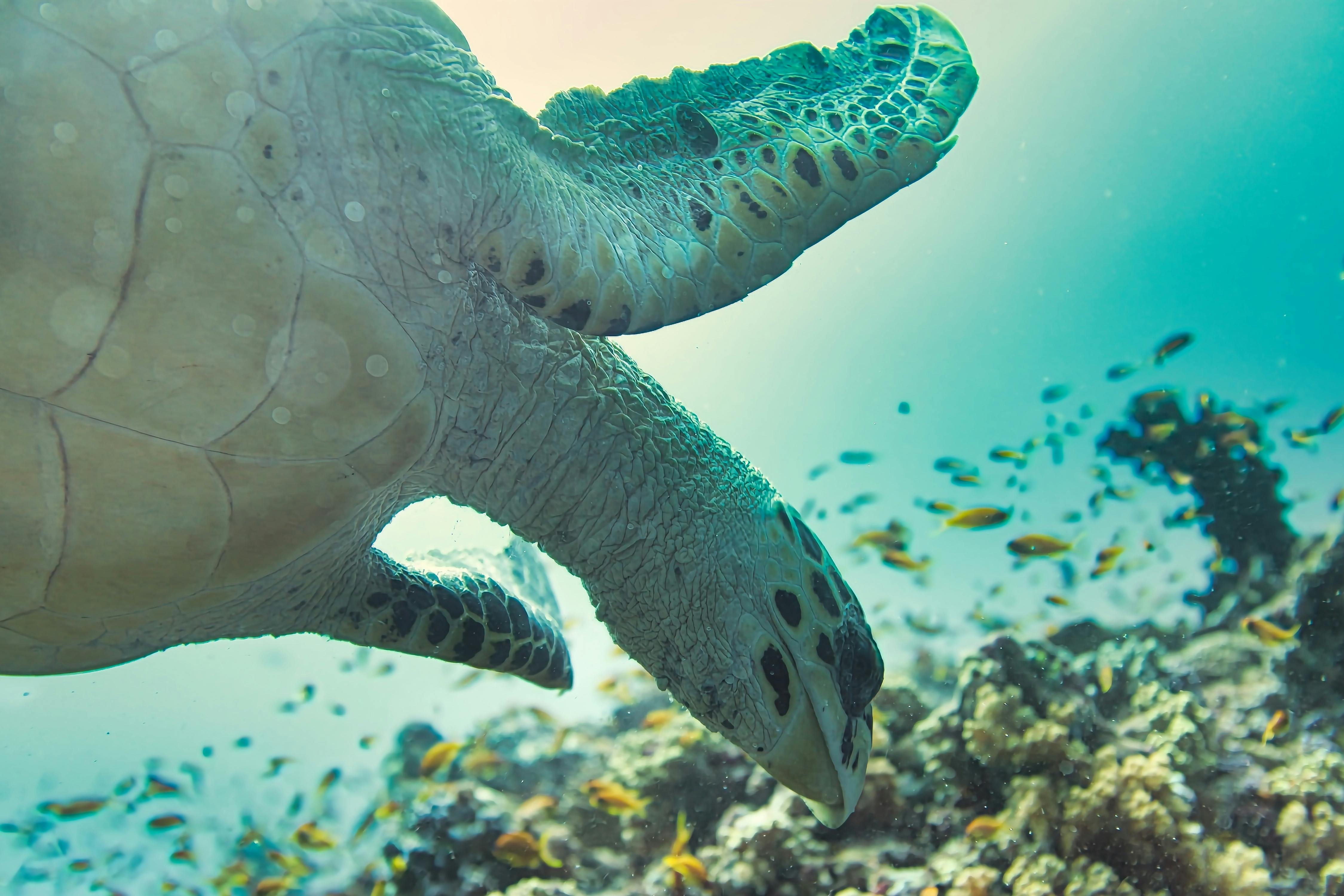 Foto de stock gratuita sobre aguas costeras, aleta, aletas de tortuga ...