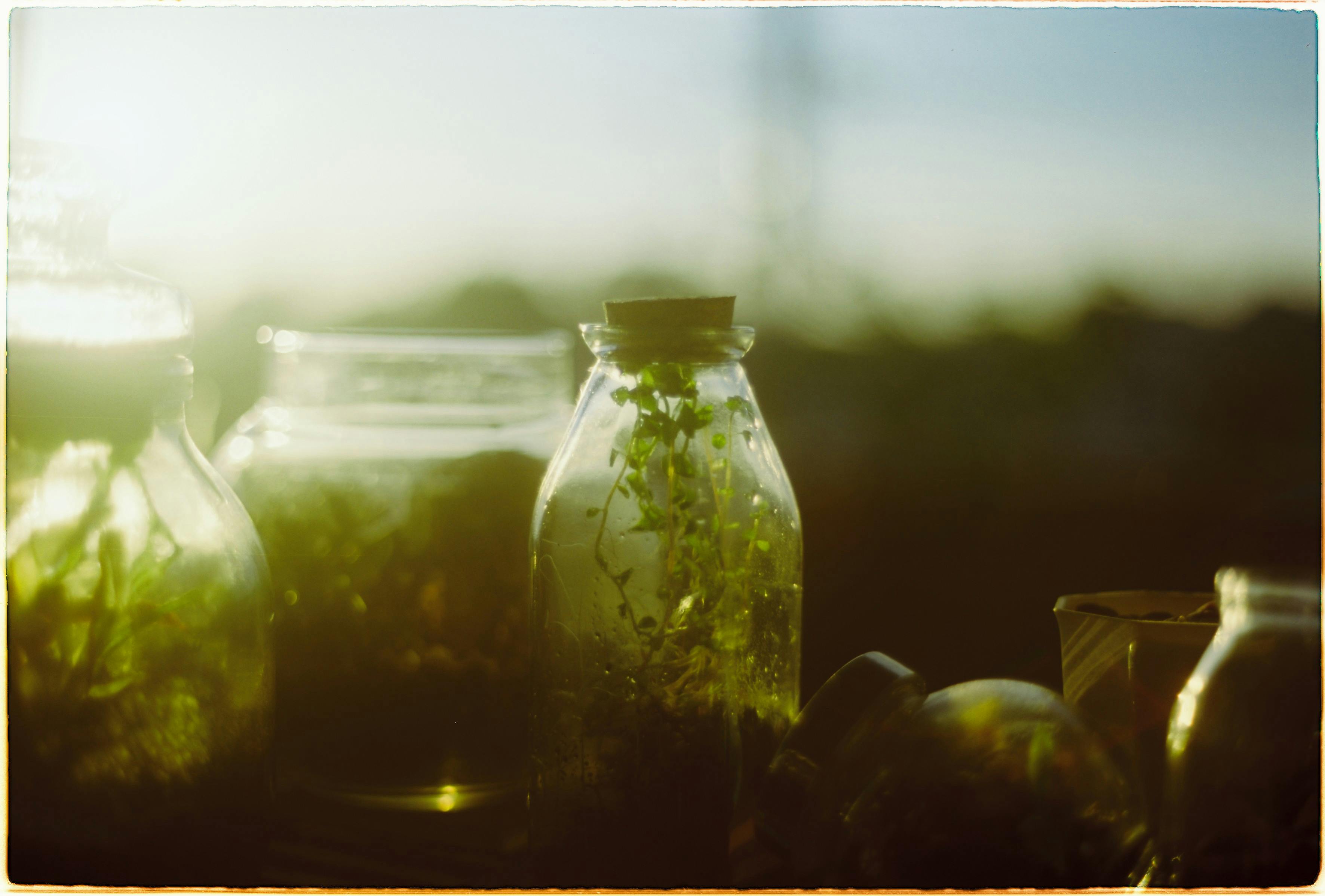 Plants in Jars with Water · Free Stock Photo