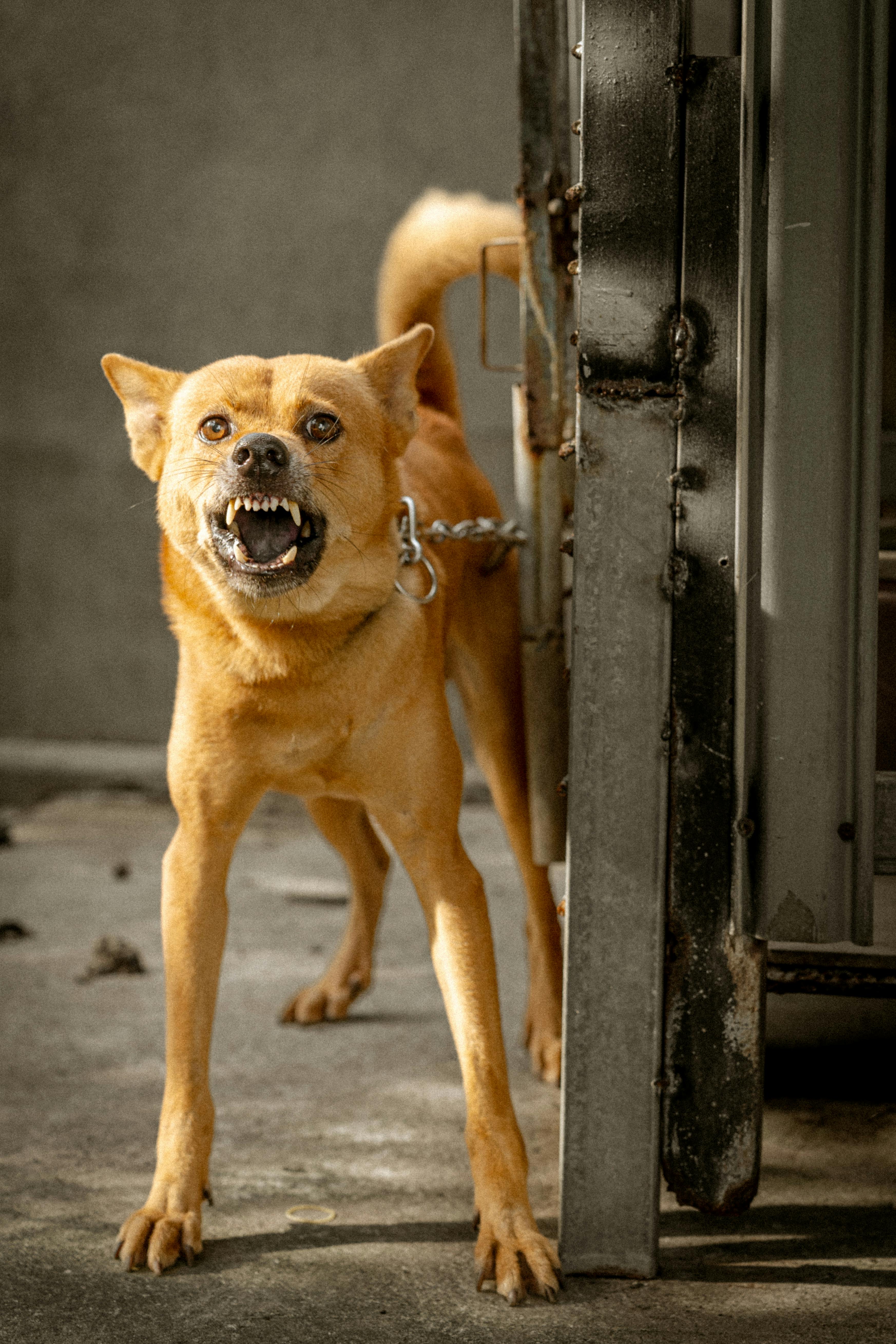 Foto de stock gratuita sobre @al aire libre, advertencia, agresivo ...