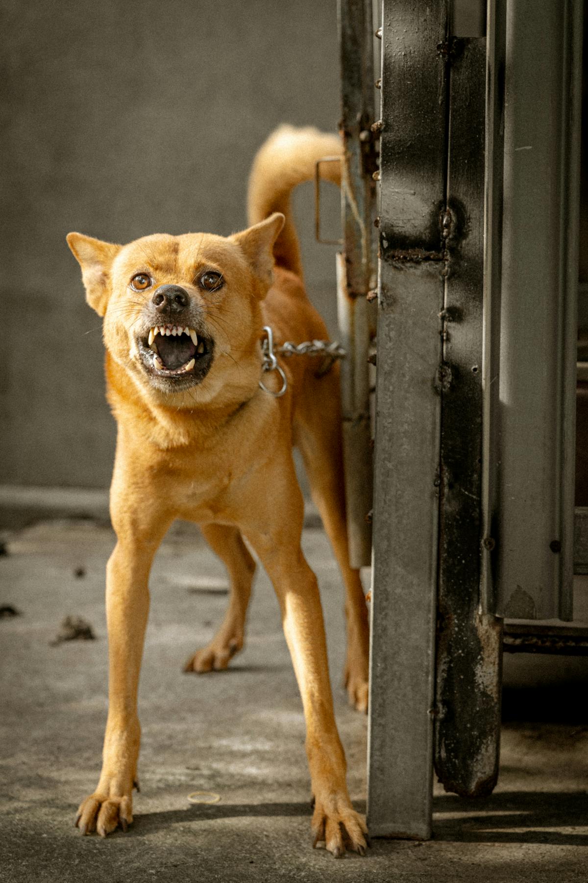 Angry Dog Photos, Download The BEST Free Angry Dog Stock Photos & HD Images