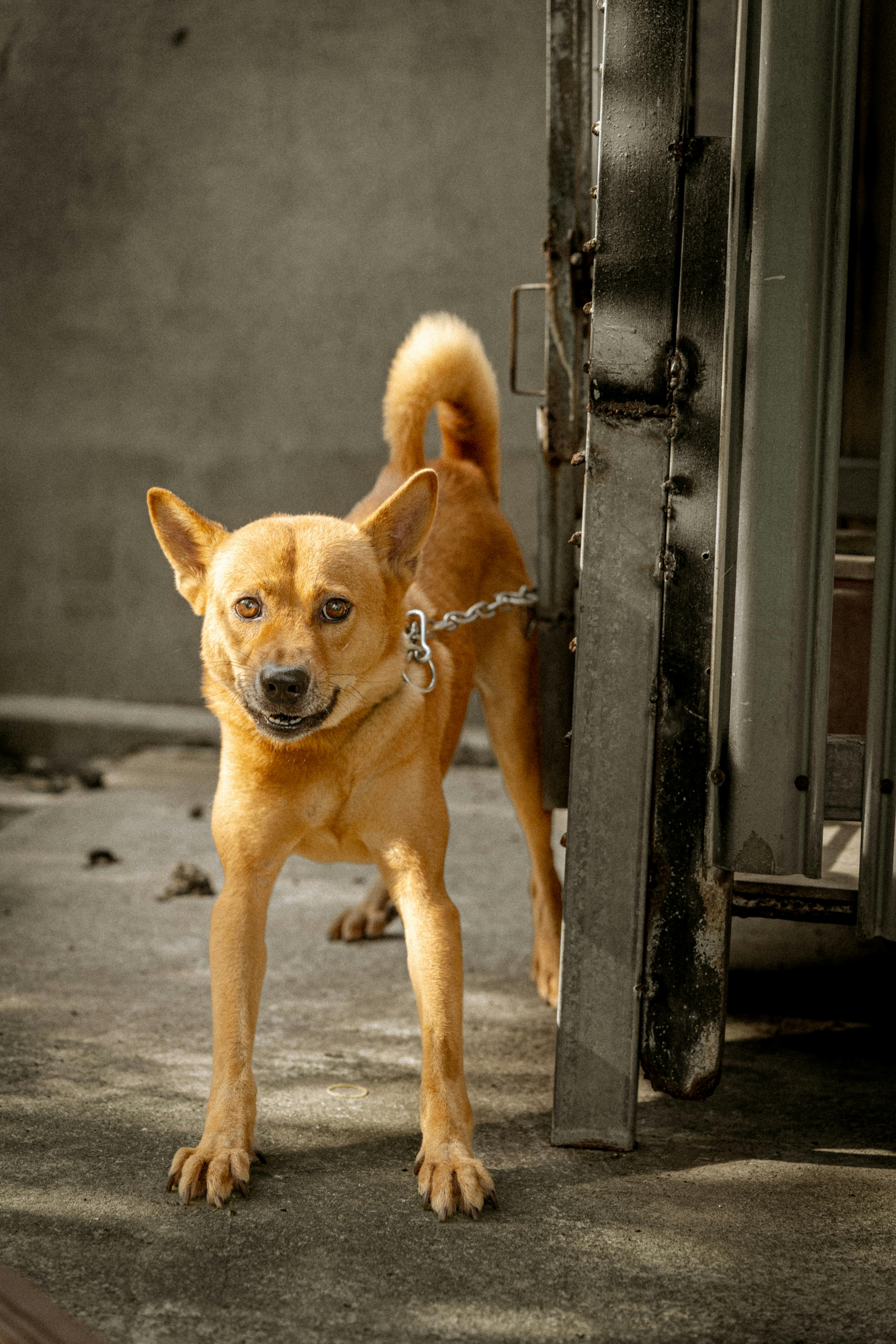 Alerted Dog on Chain · Free Stock Photo