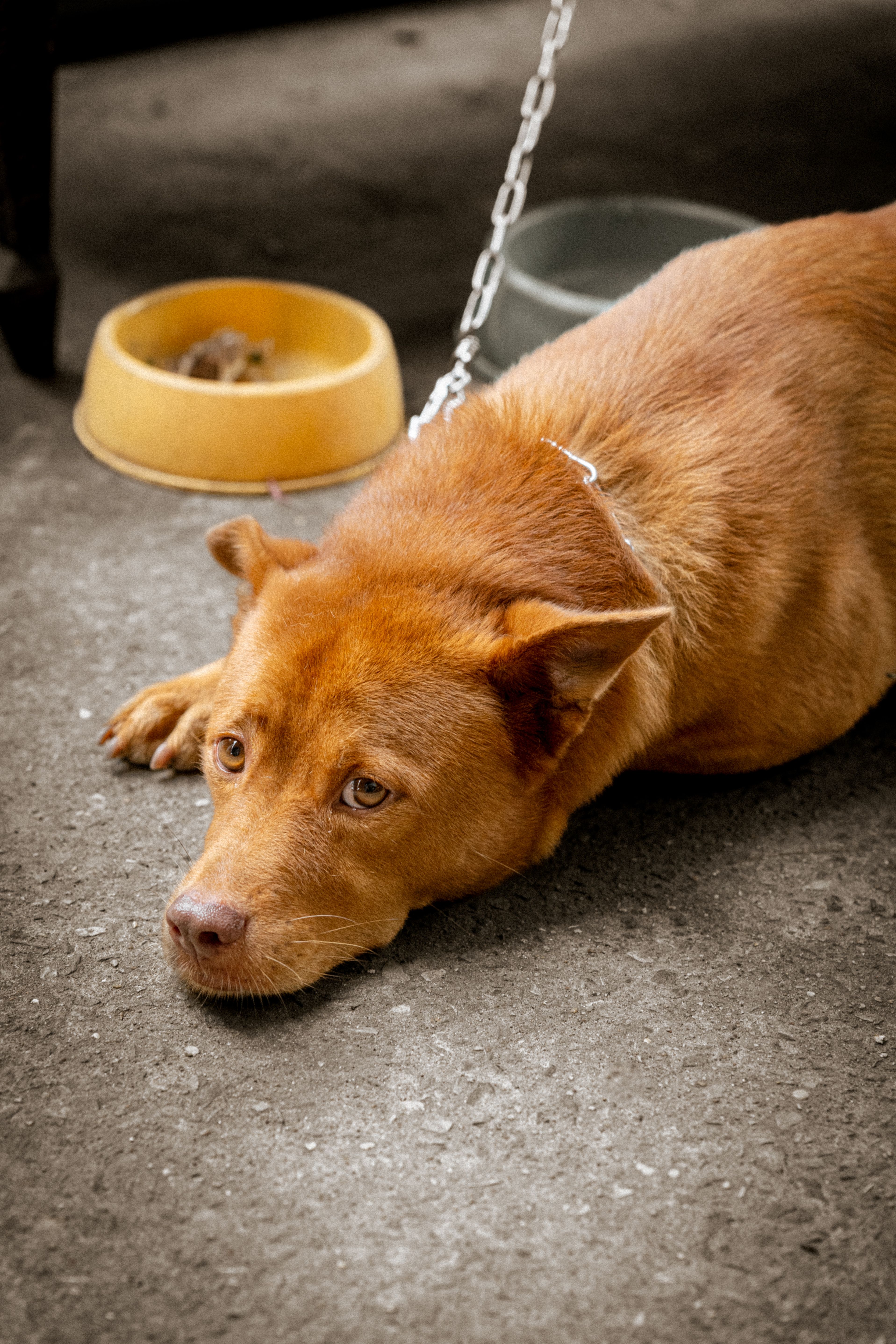 Depressed Dog Photos, Download The BEST Free Depressed Dog Stock Photos ...