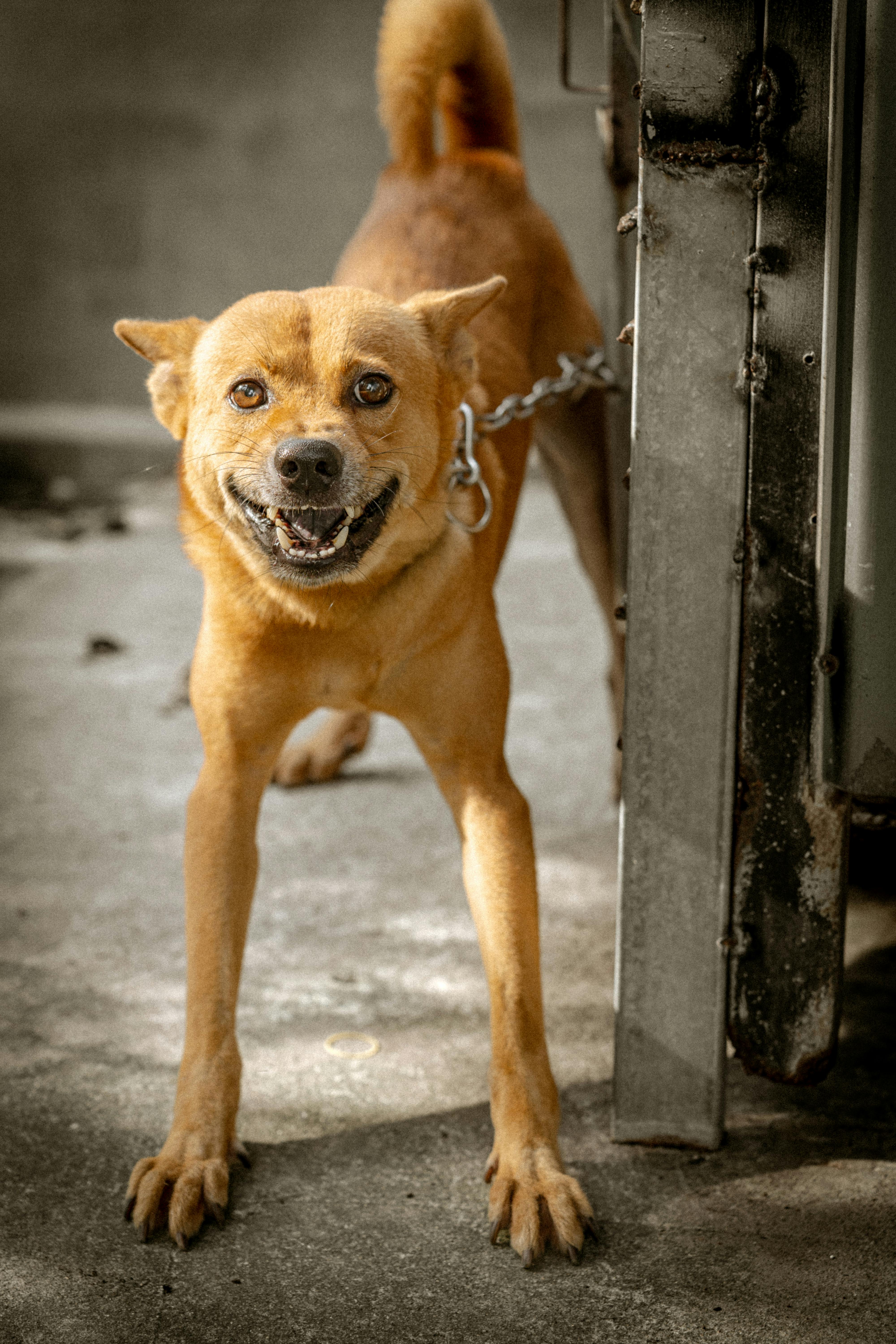 Excited Dog on Chain · Free Stock Photo