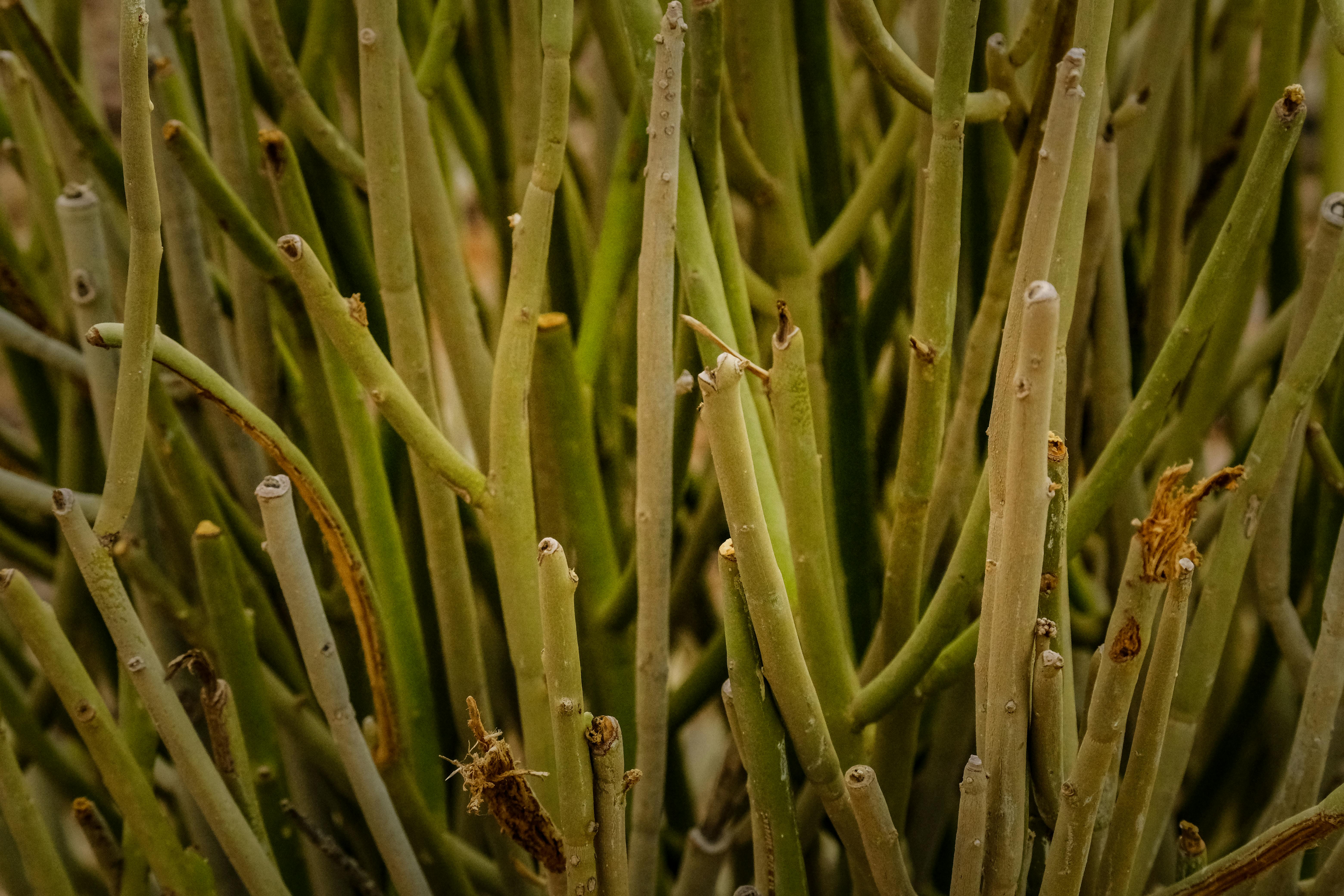 Branches of Shrub · Free Stock Photo