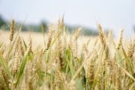 29 Harvest Antonyms. Full list of opposite words of harvest.