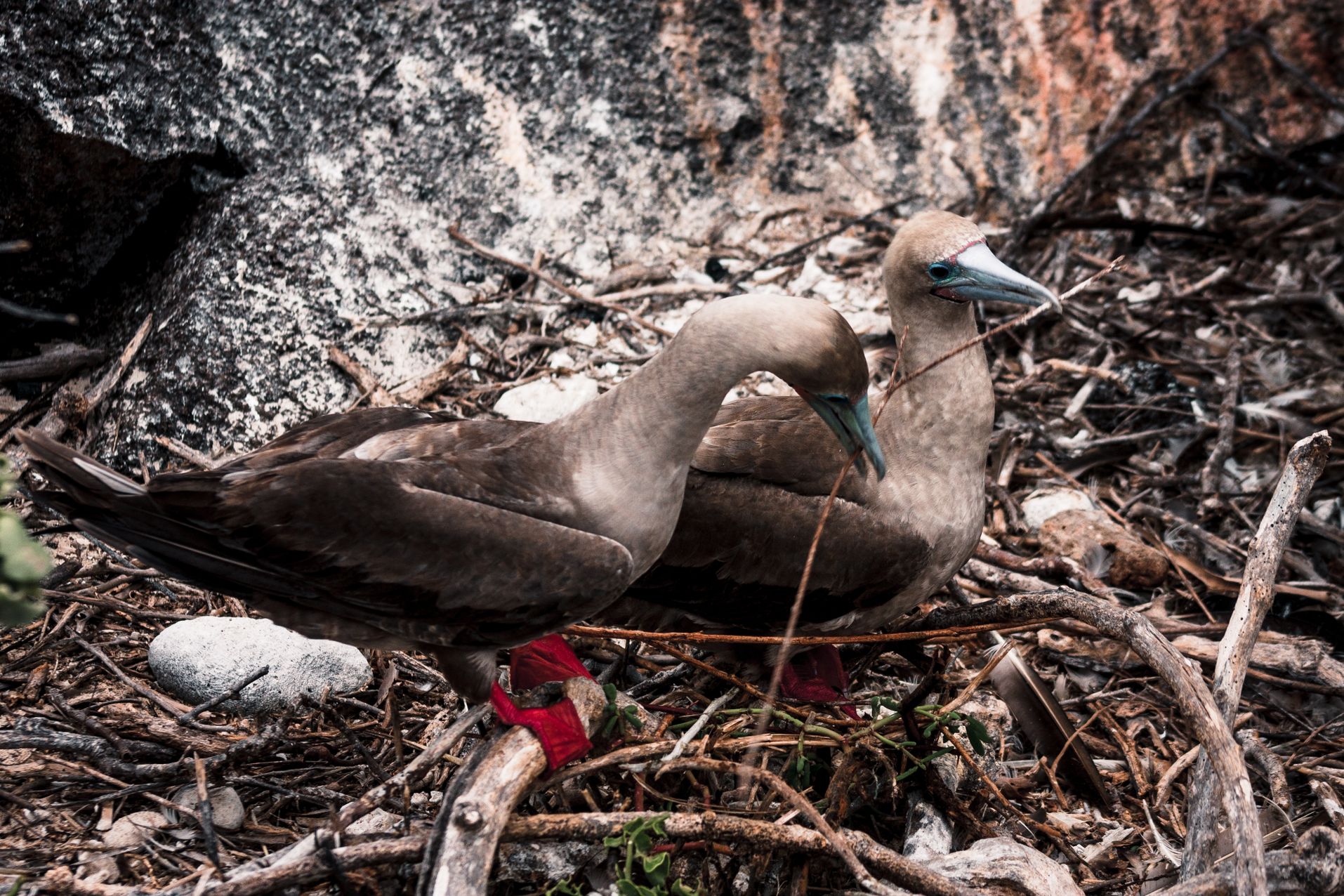 Wandering Albatross Facts and Conservation Status Explained