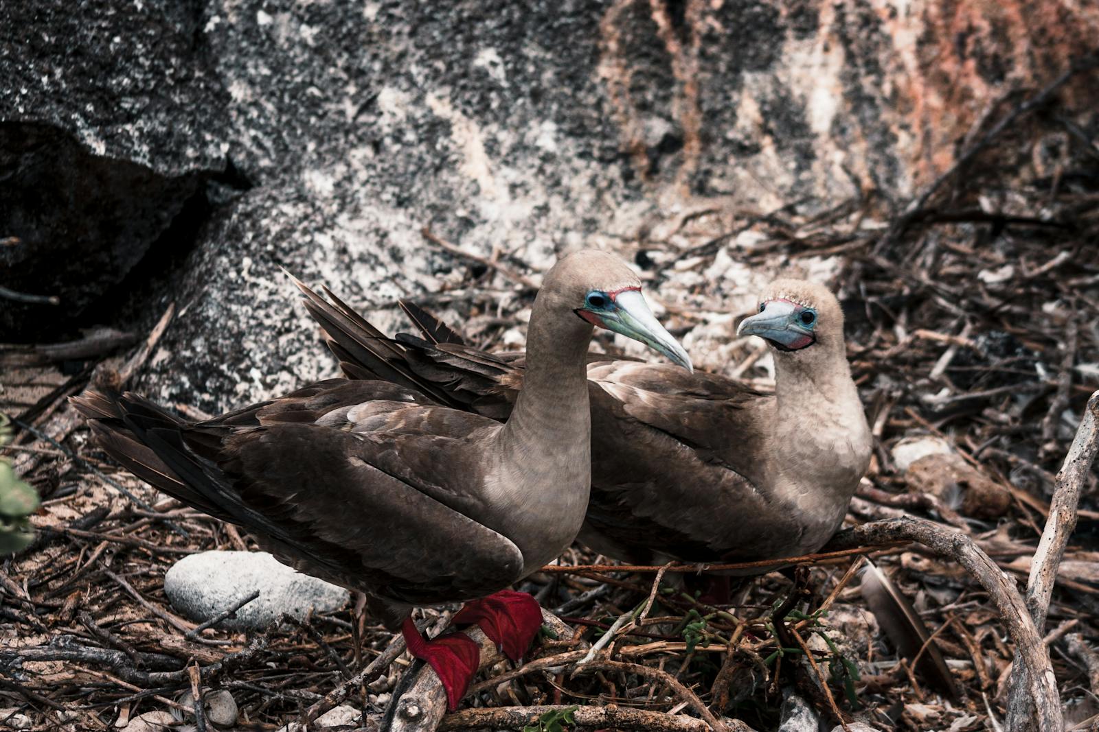 Red Footed Booby Bird Photos, Download The BEST Free Red Footed Booby ...