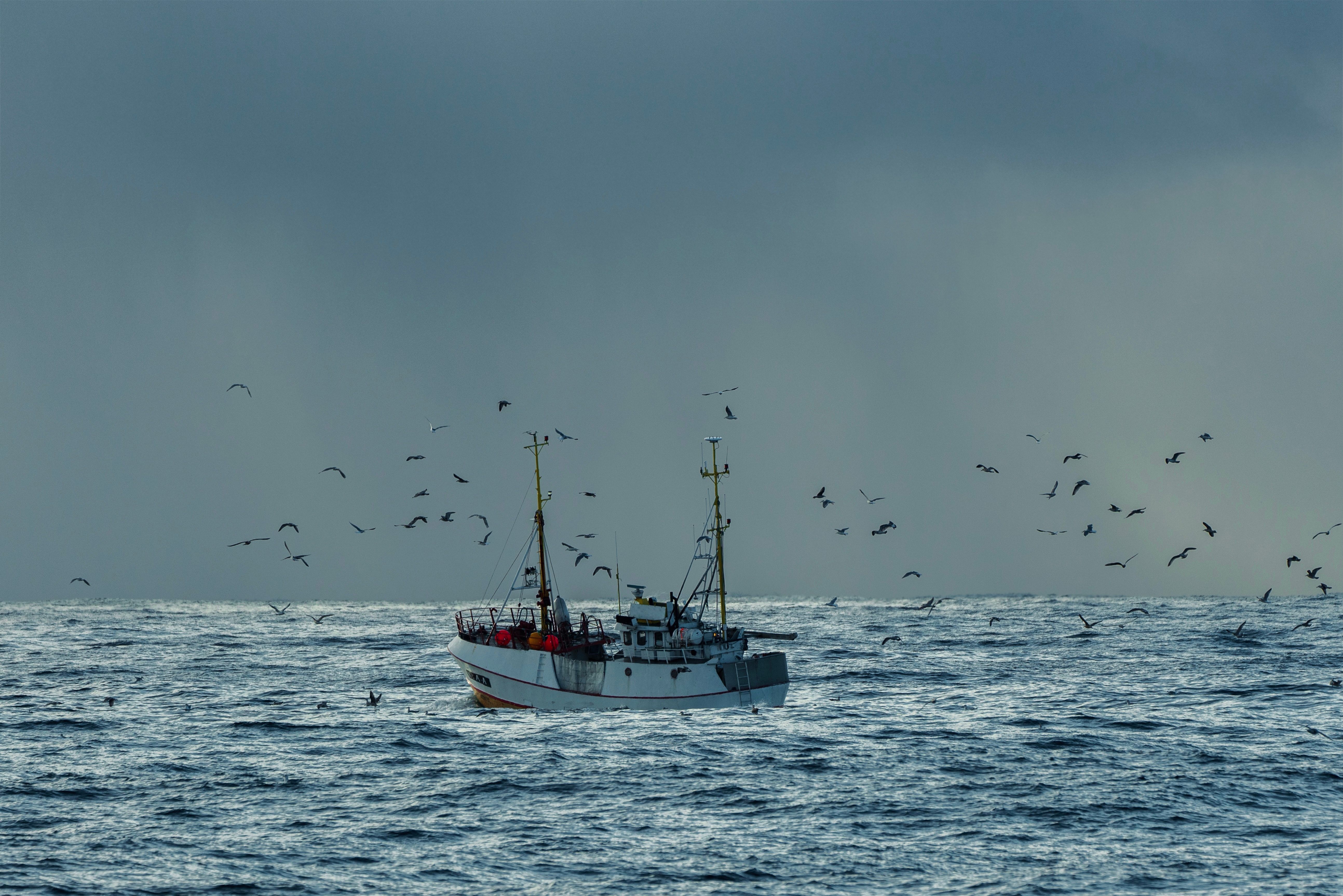 Birds Flying above a Ship on the Sea · Free Stock Photo