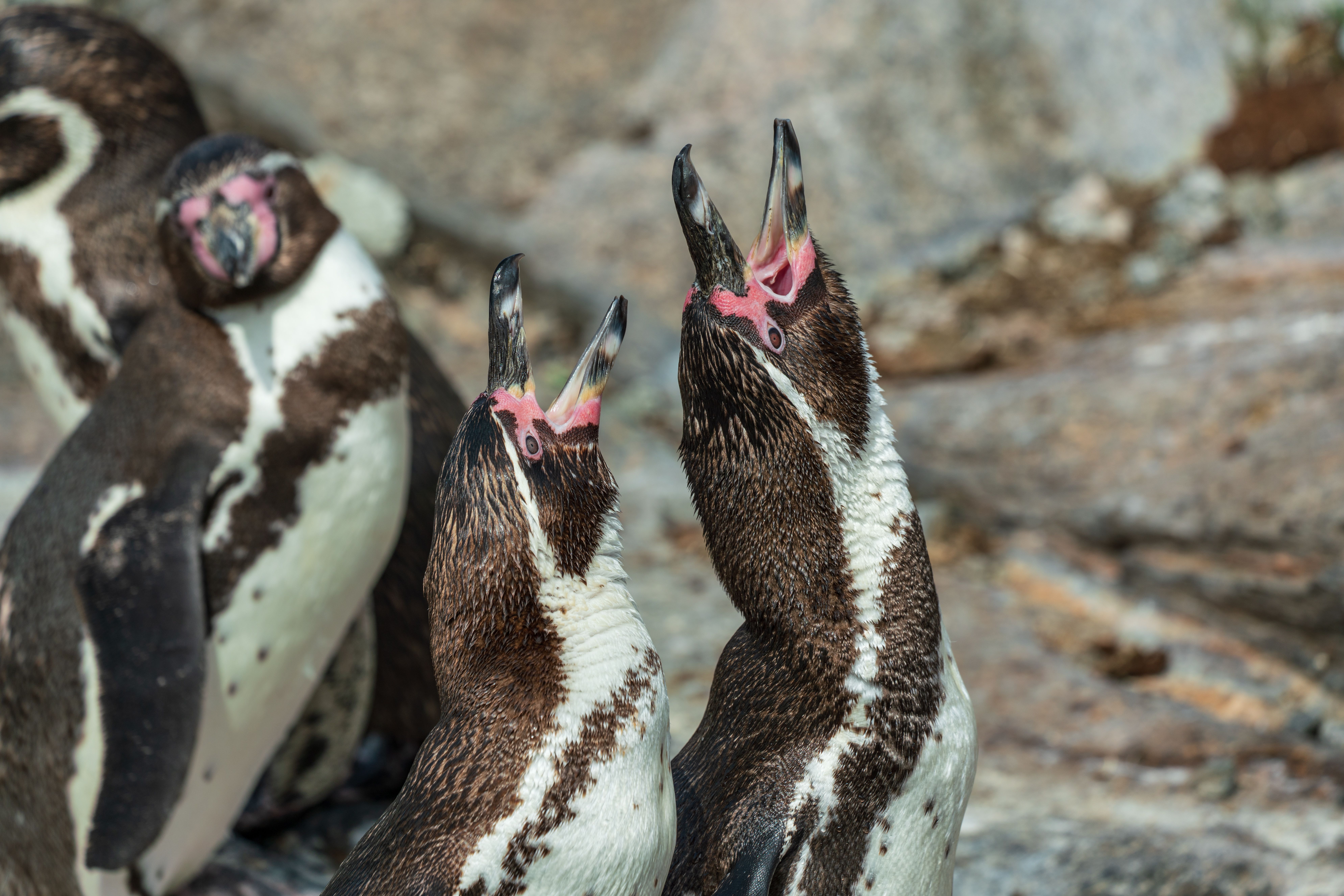 Selective Focus of Humboldt Penguins · Free Stock Photo