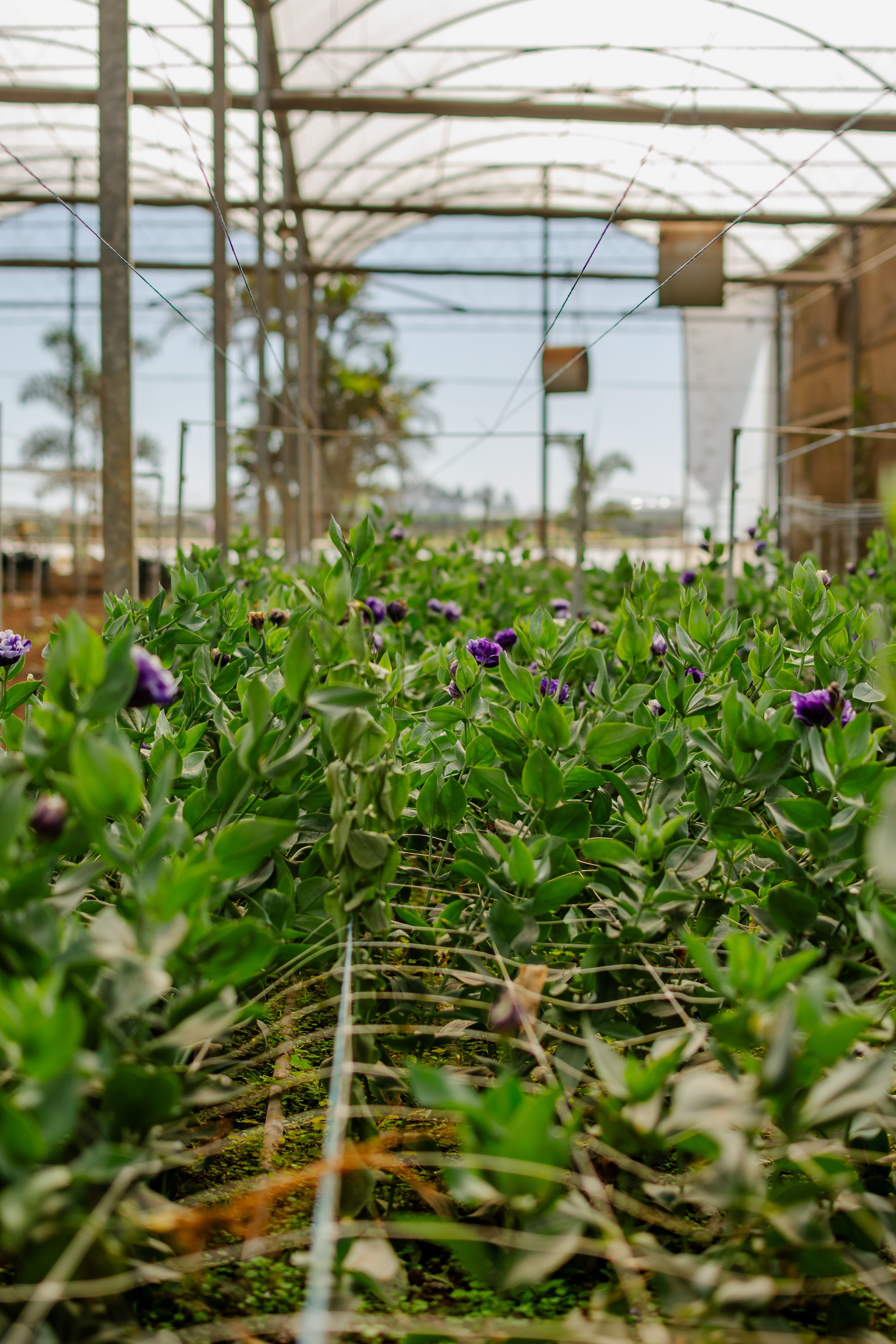Interior of a Plant Nursery · Free Stock Photo