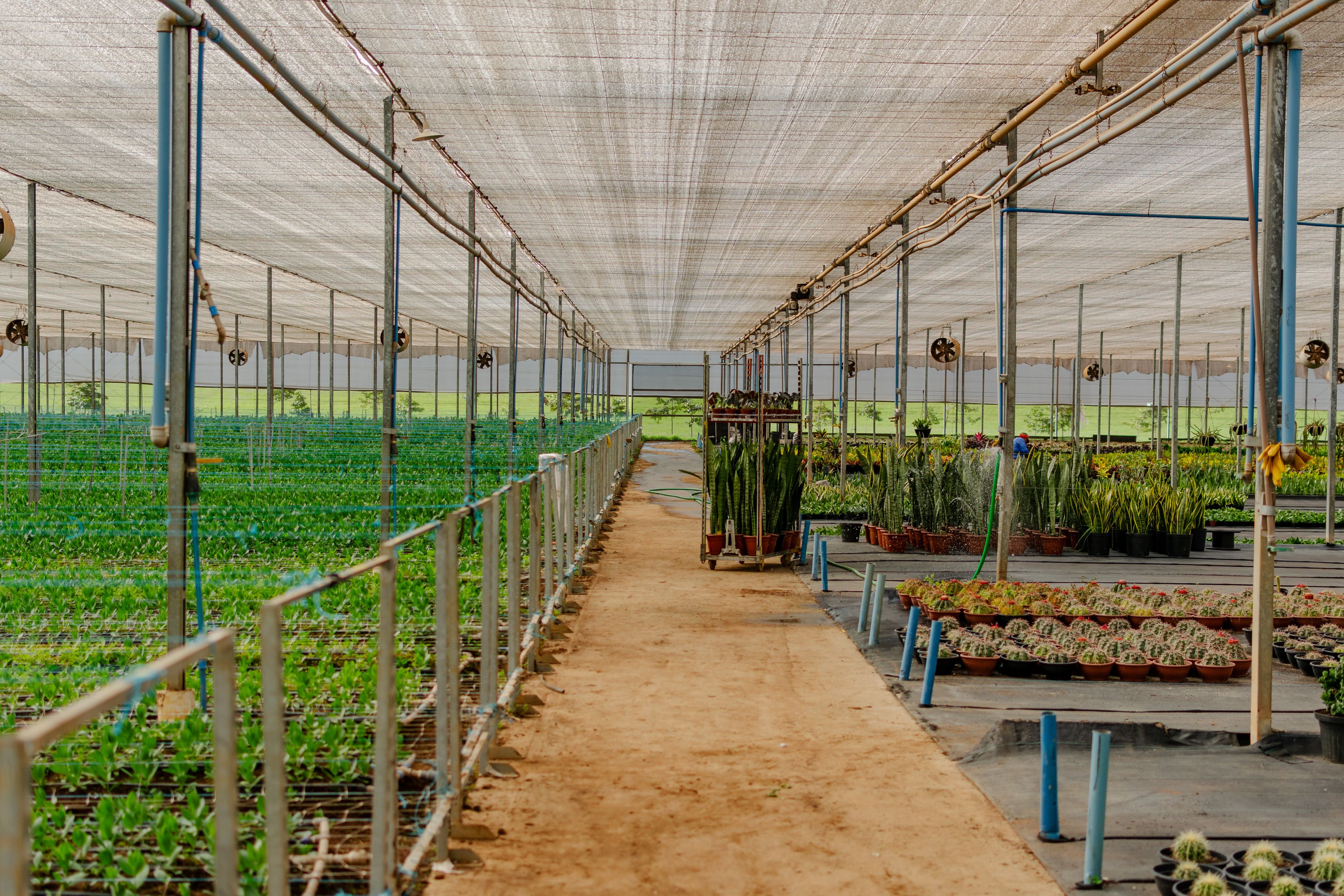 Interior of a Plant Nursery · Free Stock Photo