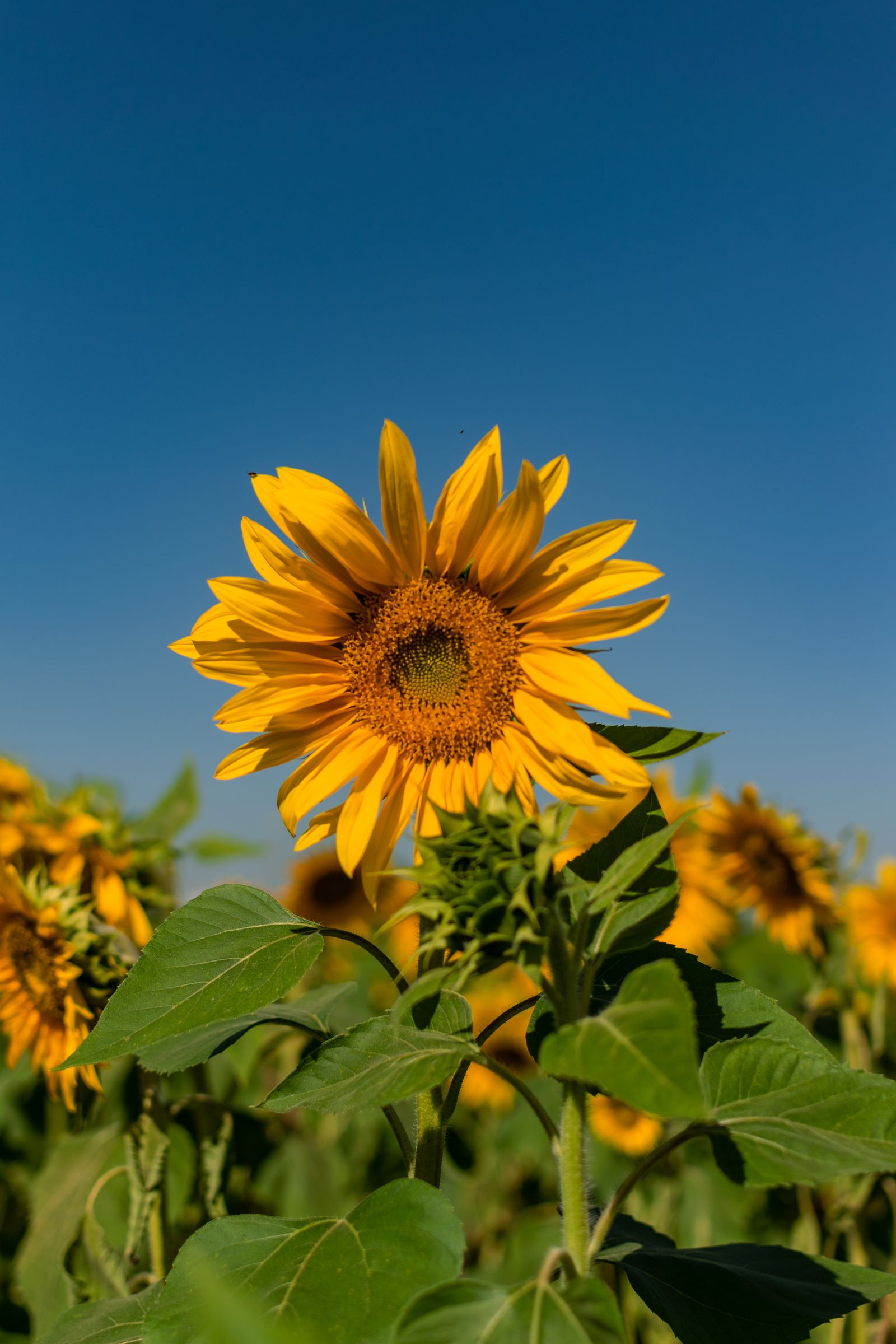 Flower Yellow Photos, Download The BEST Free Flower Yellow Stock Photos ...