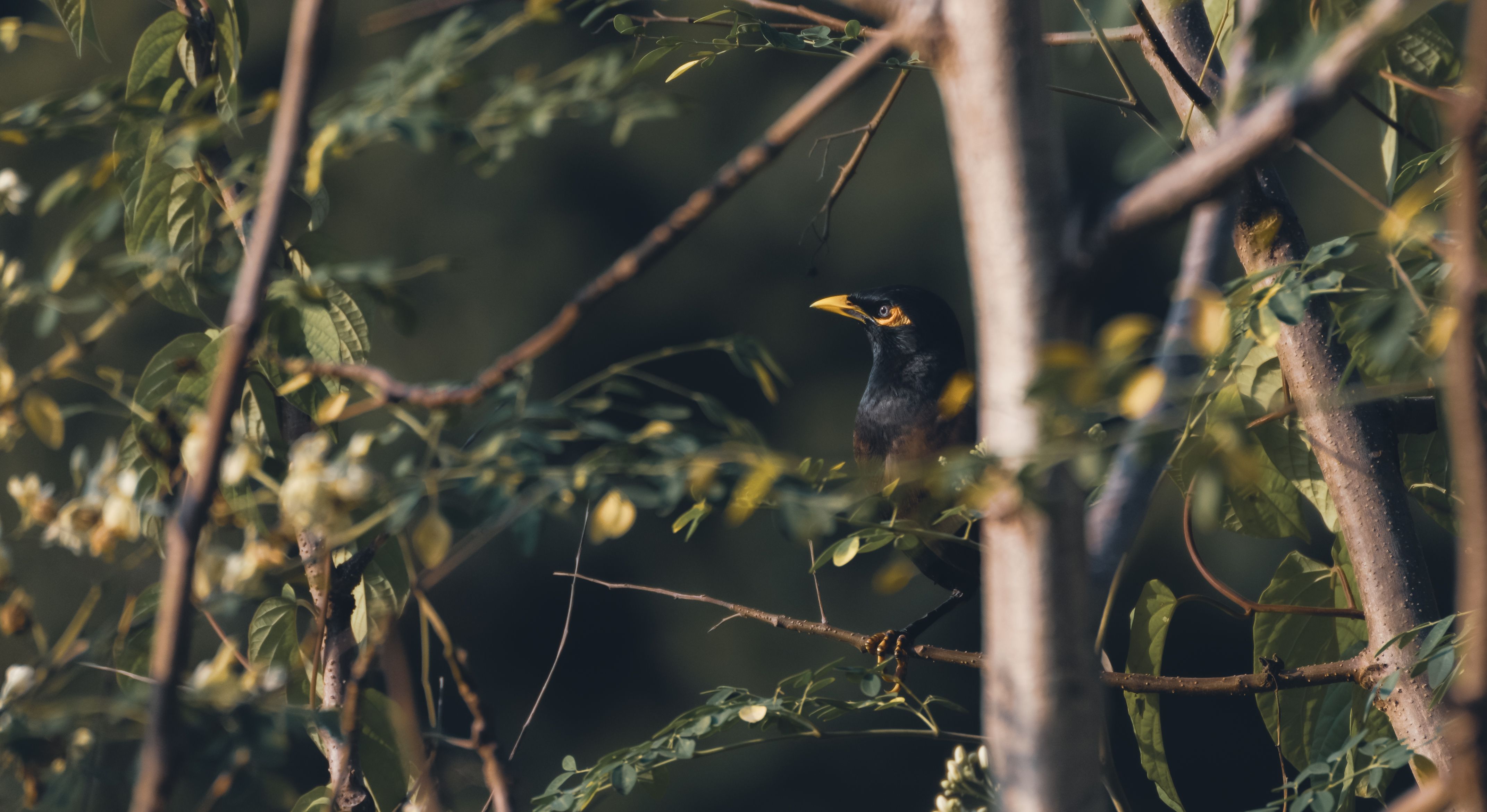 Aditya Thakur - Photography