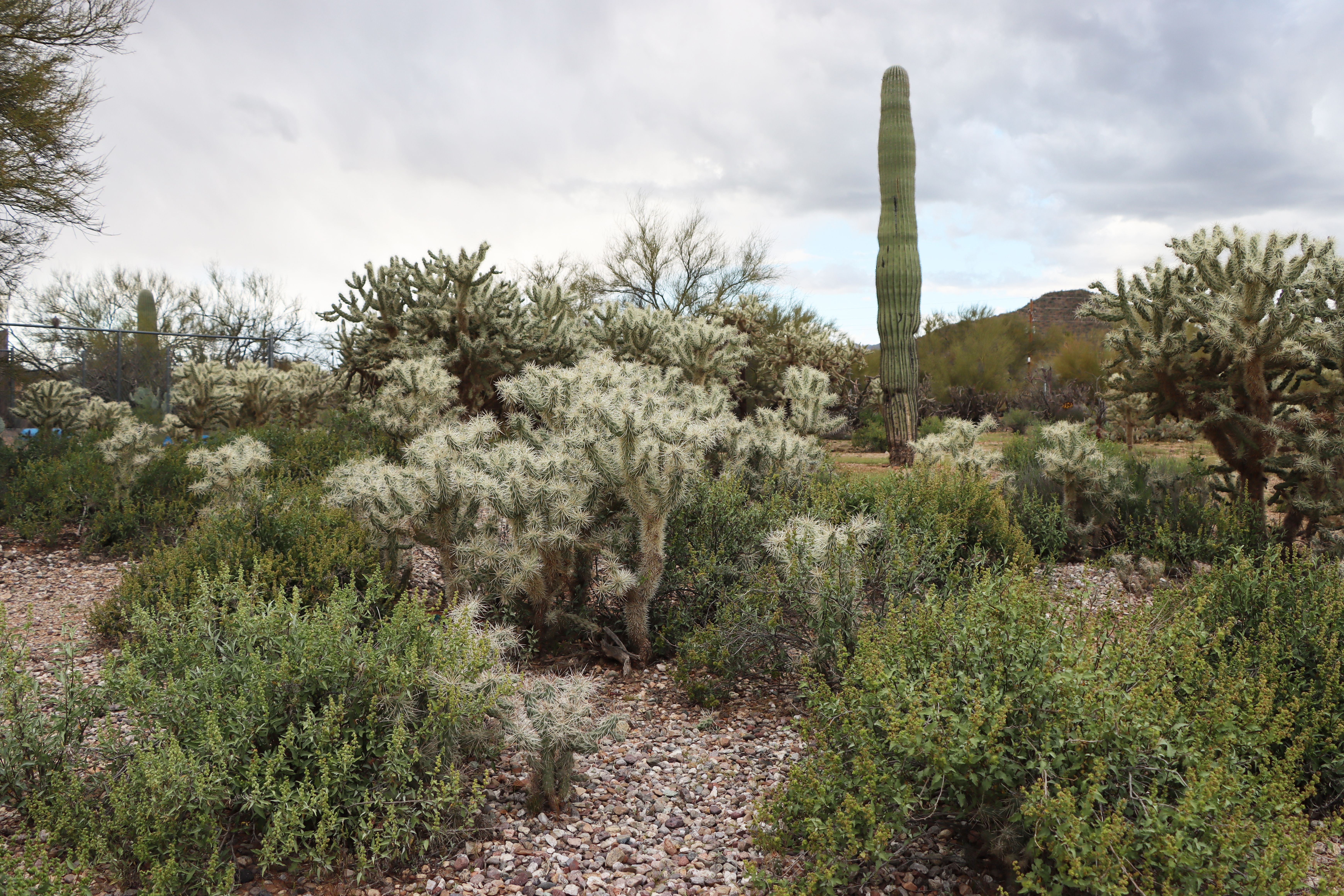 Bushes and Cactus Plants on Meadow · Free Stock Photo