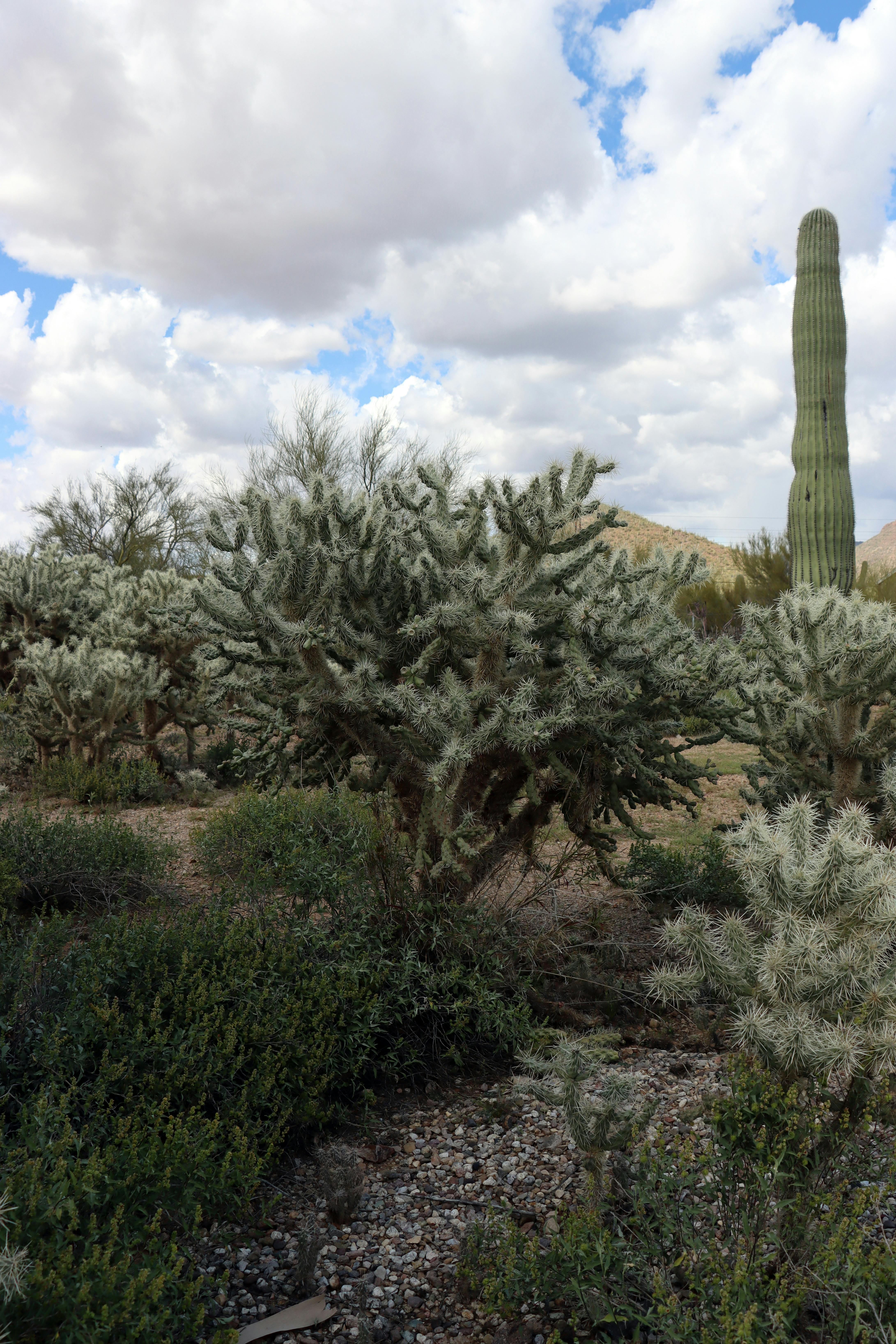 Two Green Cactus Plants at Daytime · Free Stock Photo