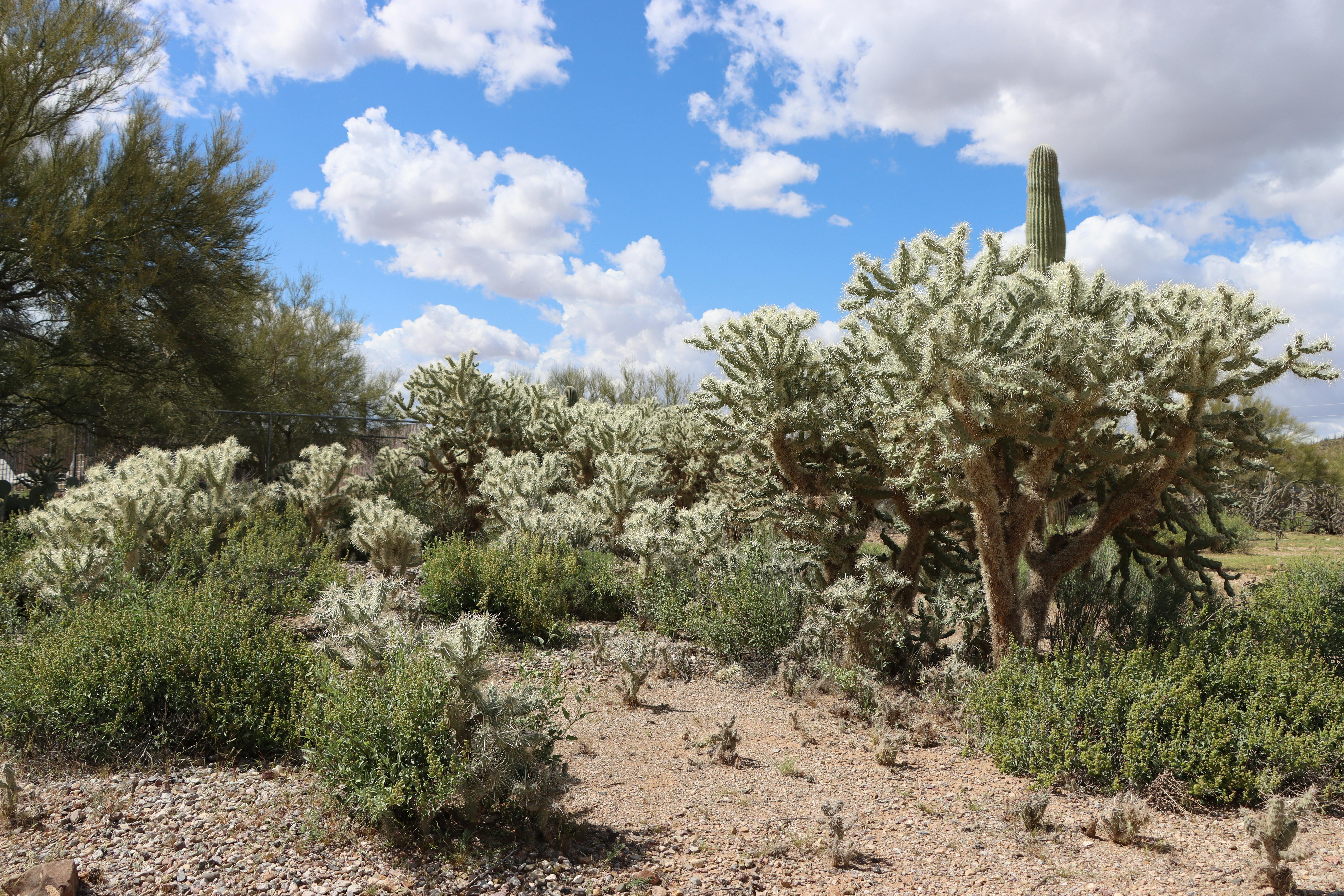 Path Among Shrubs in Sunlight · Free Stock Photo