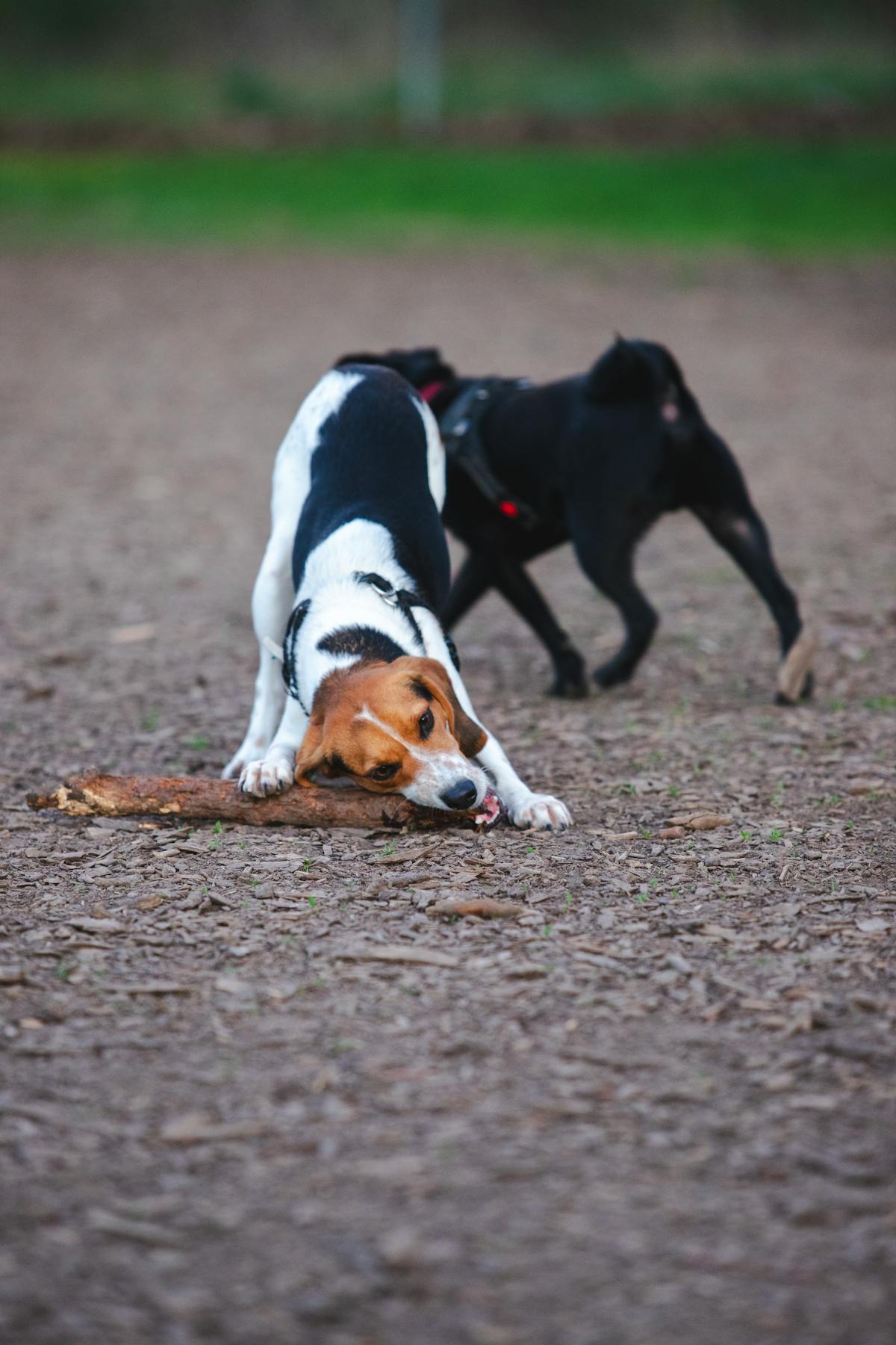 Dogs Sniffing Photos, Download The BEST Free Dogs Sniffing Stock Photos ...