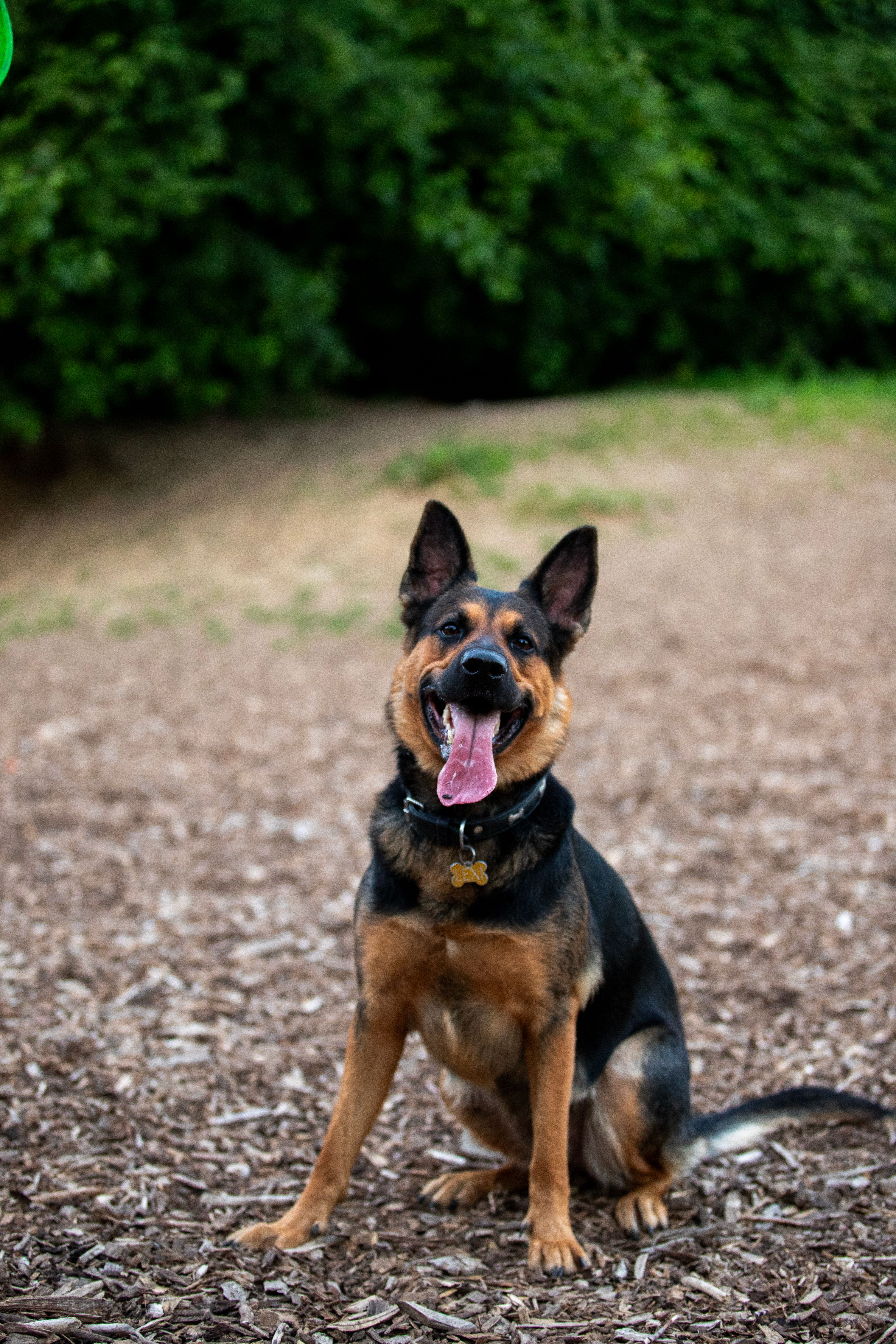 Photo of james, a german shepherd dog in portland, oregon, usa · Free ...